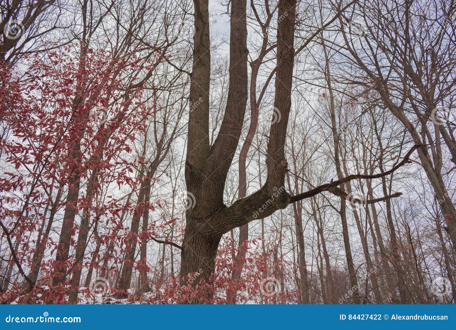 Special tree stock photo. Image of black, special, branches - 84427422