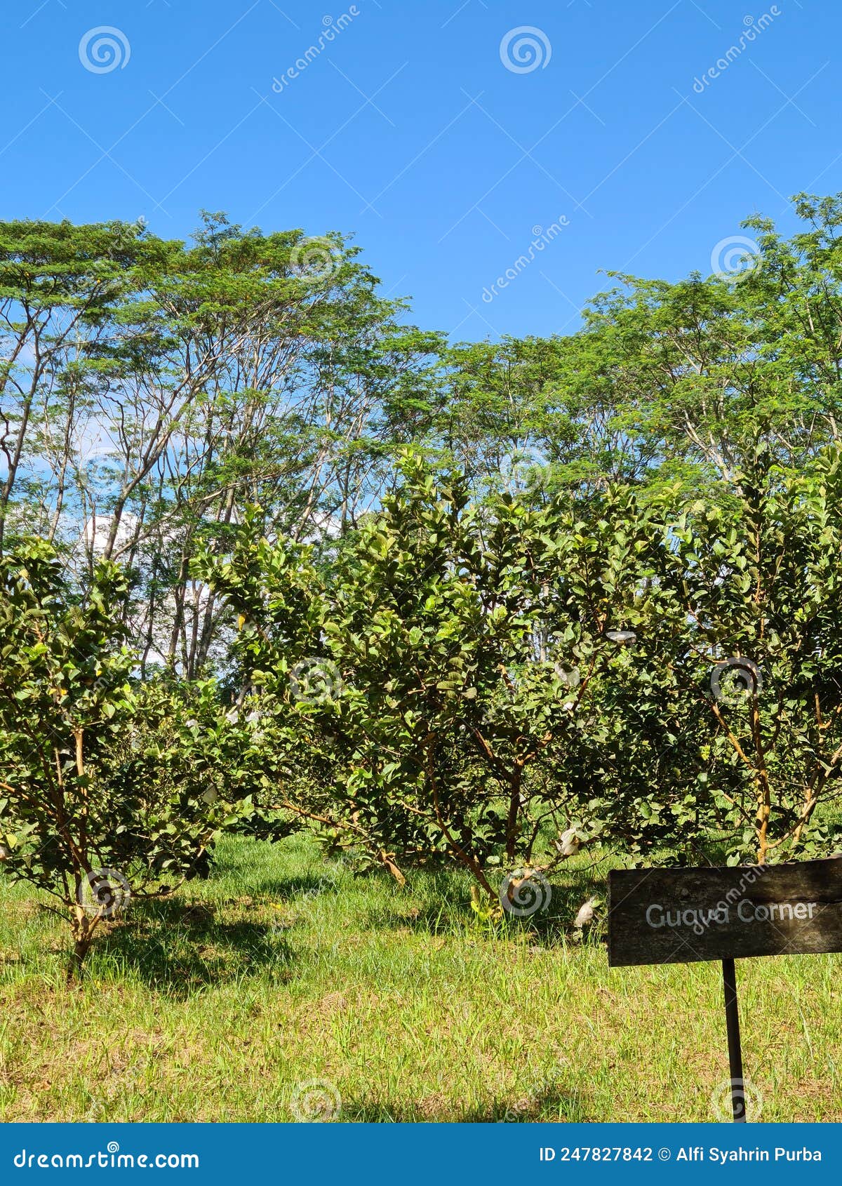 The Special Trees 1 stock photo. Image of forest, park - 247827842