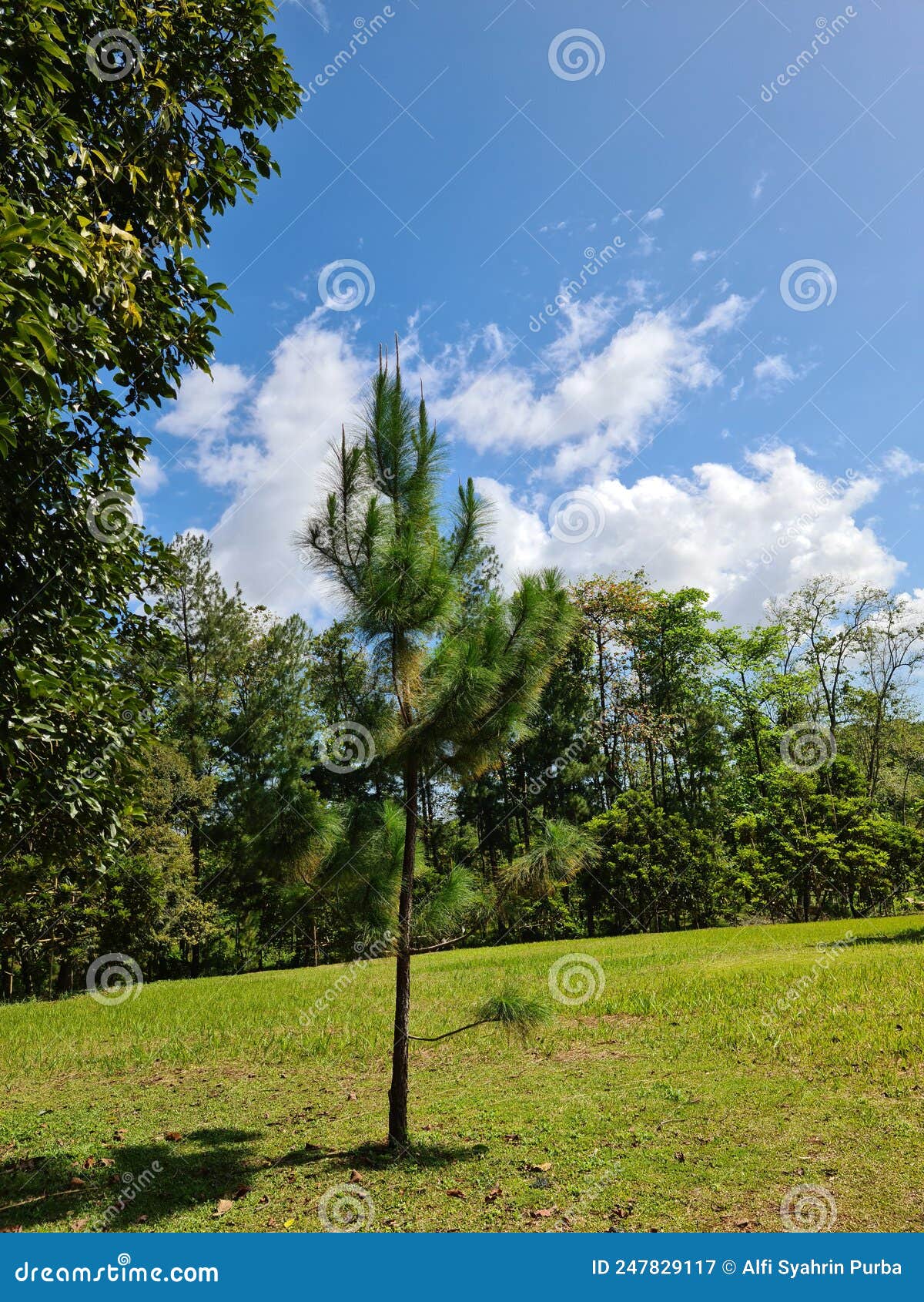 The Special Trees 3 stock image. Image of trees, wooden - 247829117