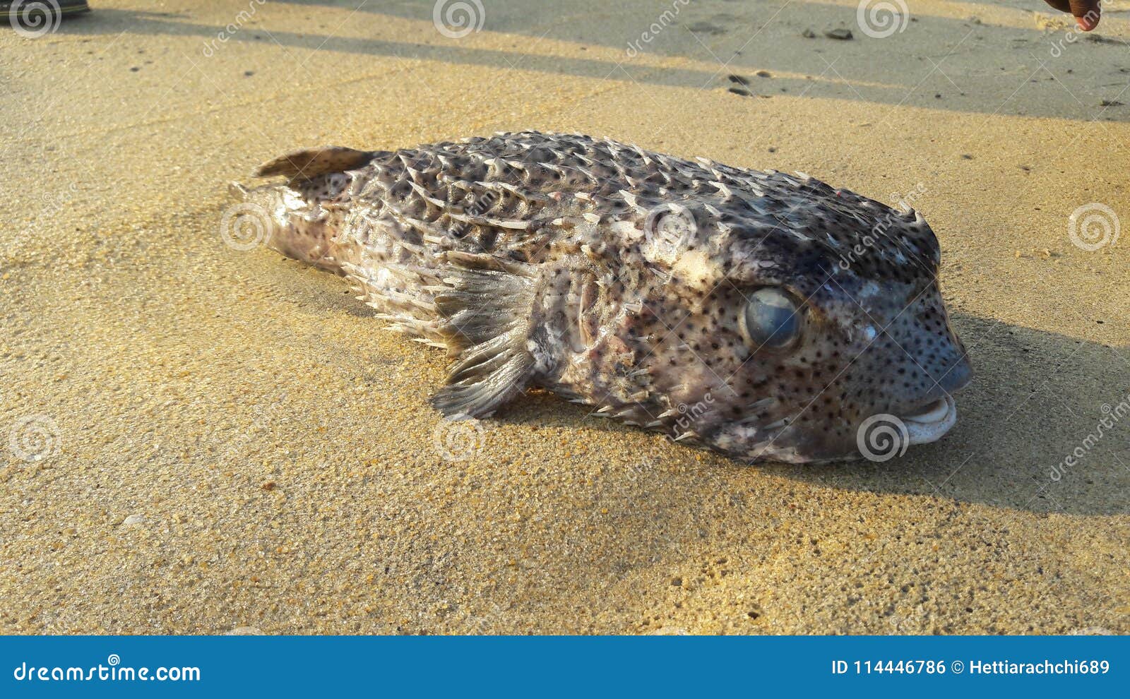 A special type of fish stock photo. Image of natural - 114446786