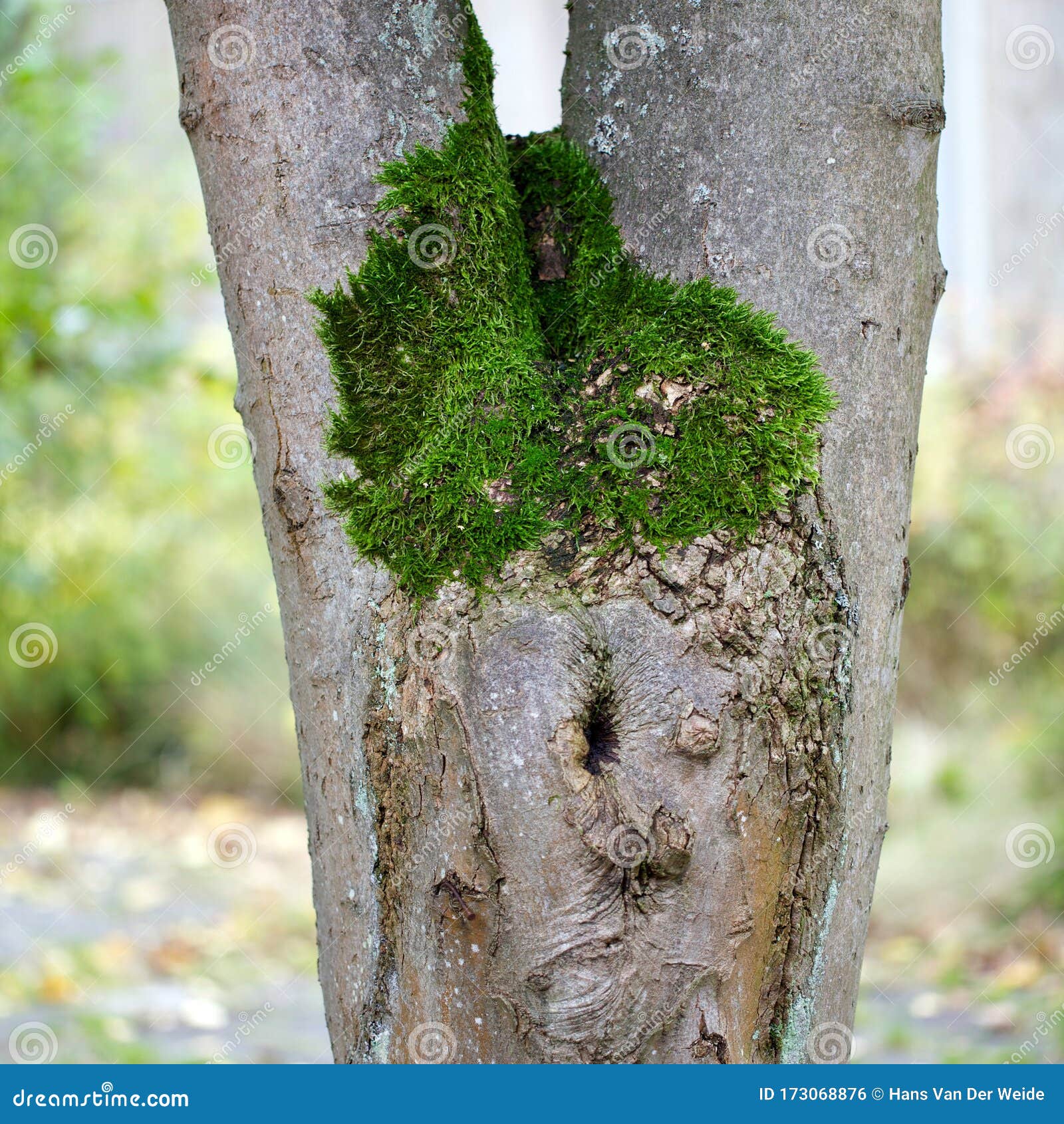 Special Vegetation with Moss between Two Staggered Tree Branches Stock ...