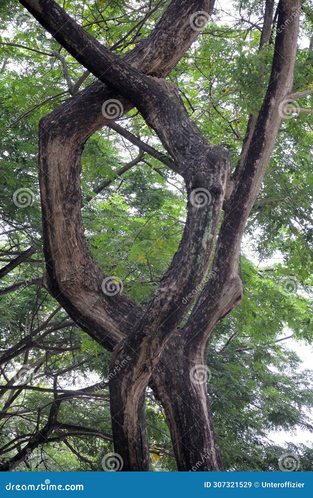 A Special Weird Tree with Curving Trunks that Forms a Loop Stock Image ...