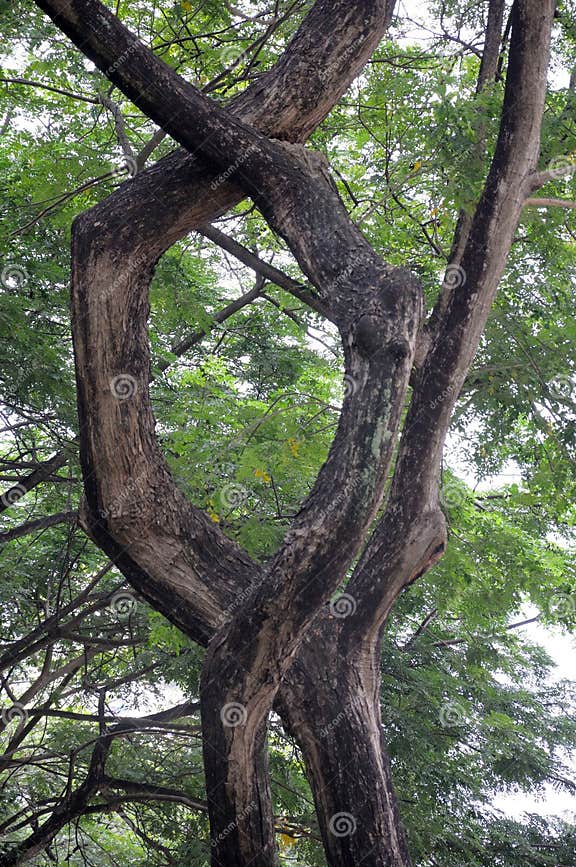 A Special Weird Tree with Curving Trunks that Forms a Loop Stock Image ...