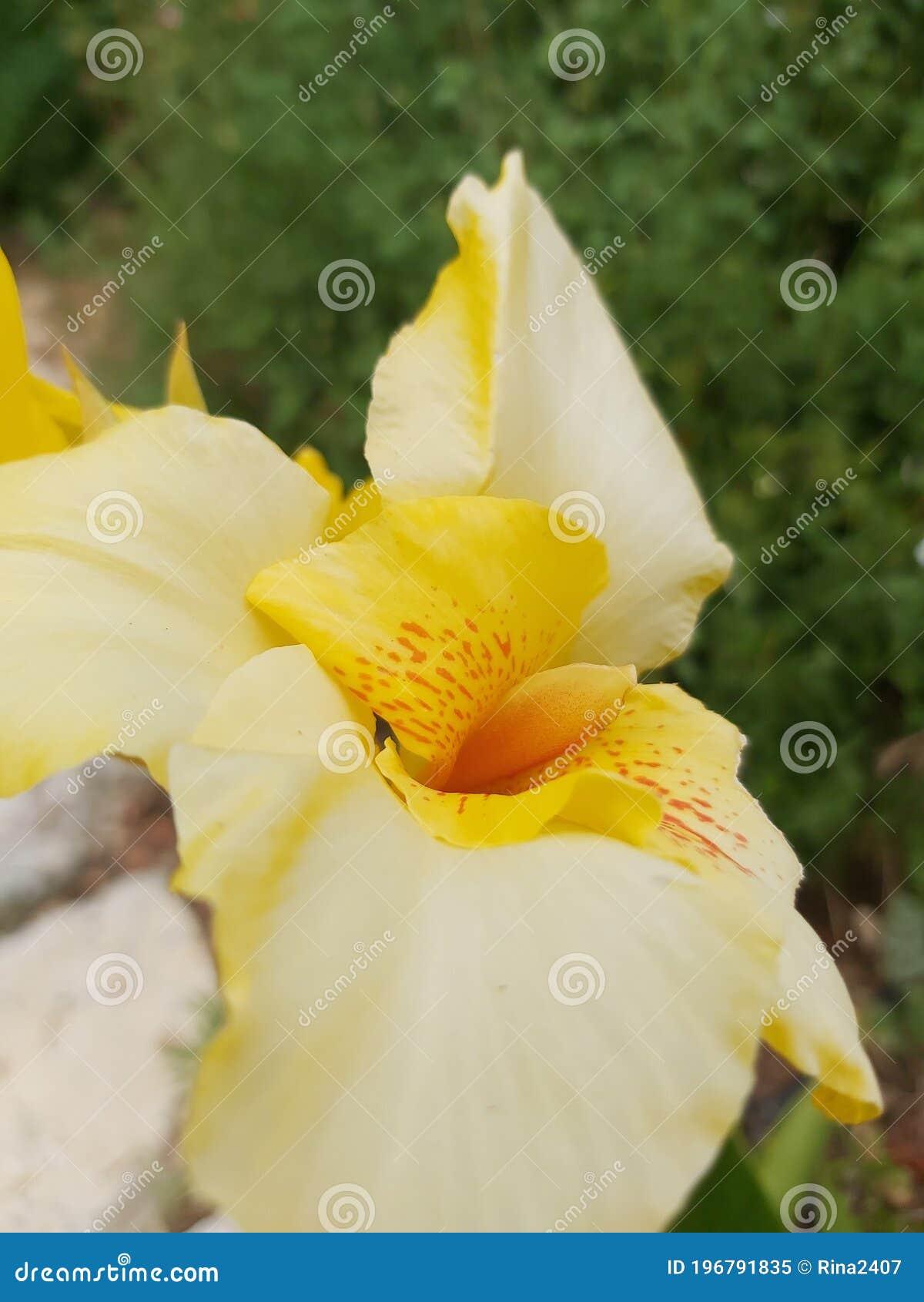 Special Yellow Pedestrian Path For The Blind In The Town Square Area ...