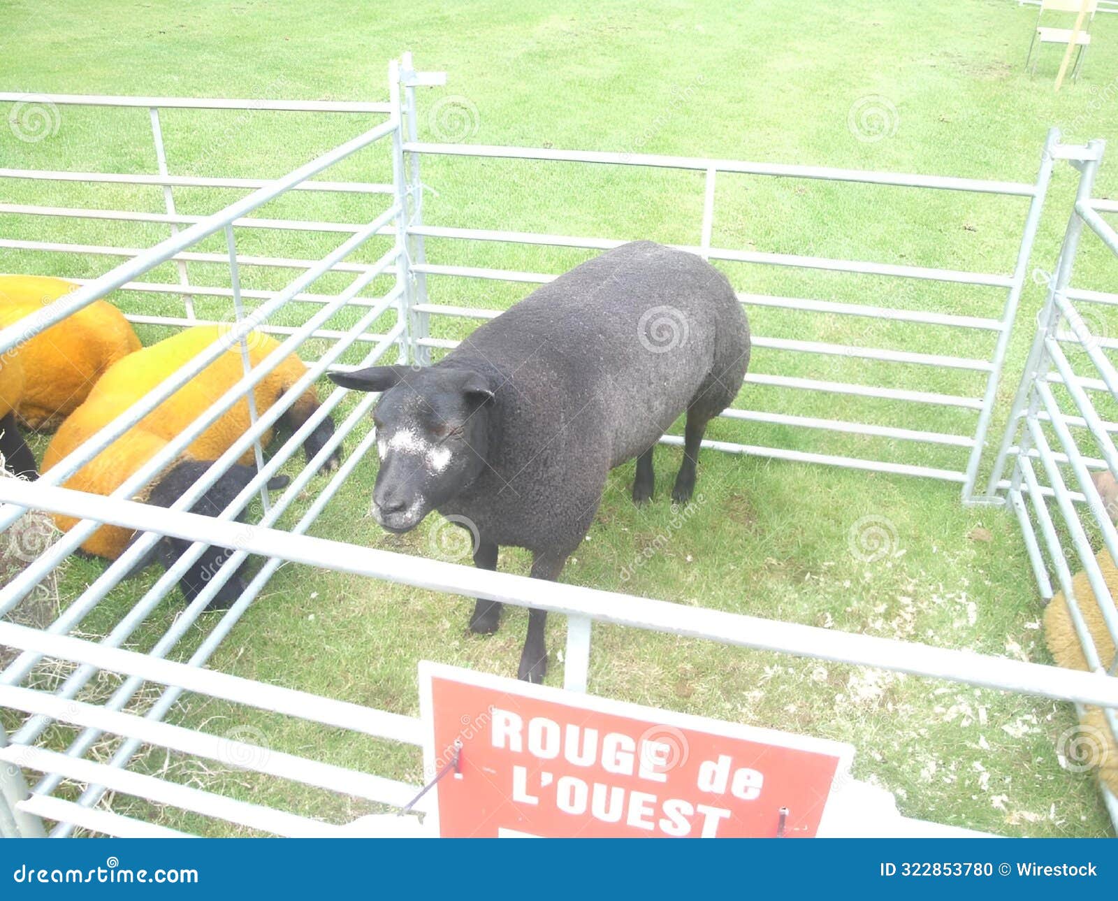 A Specialist Breed of Sheep in a Cage Editorial Image - Image of lamb ...