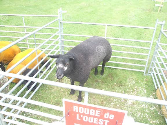 A Specialist Breed of Sheep in a Cage Editorial Image - Image of lamb ...
