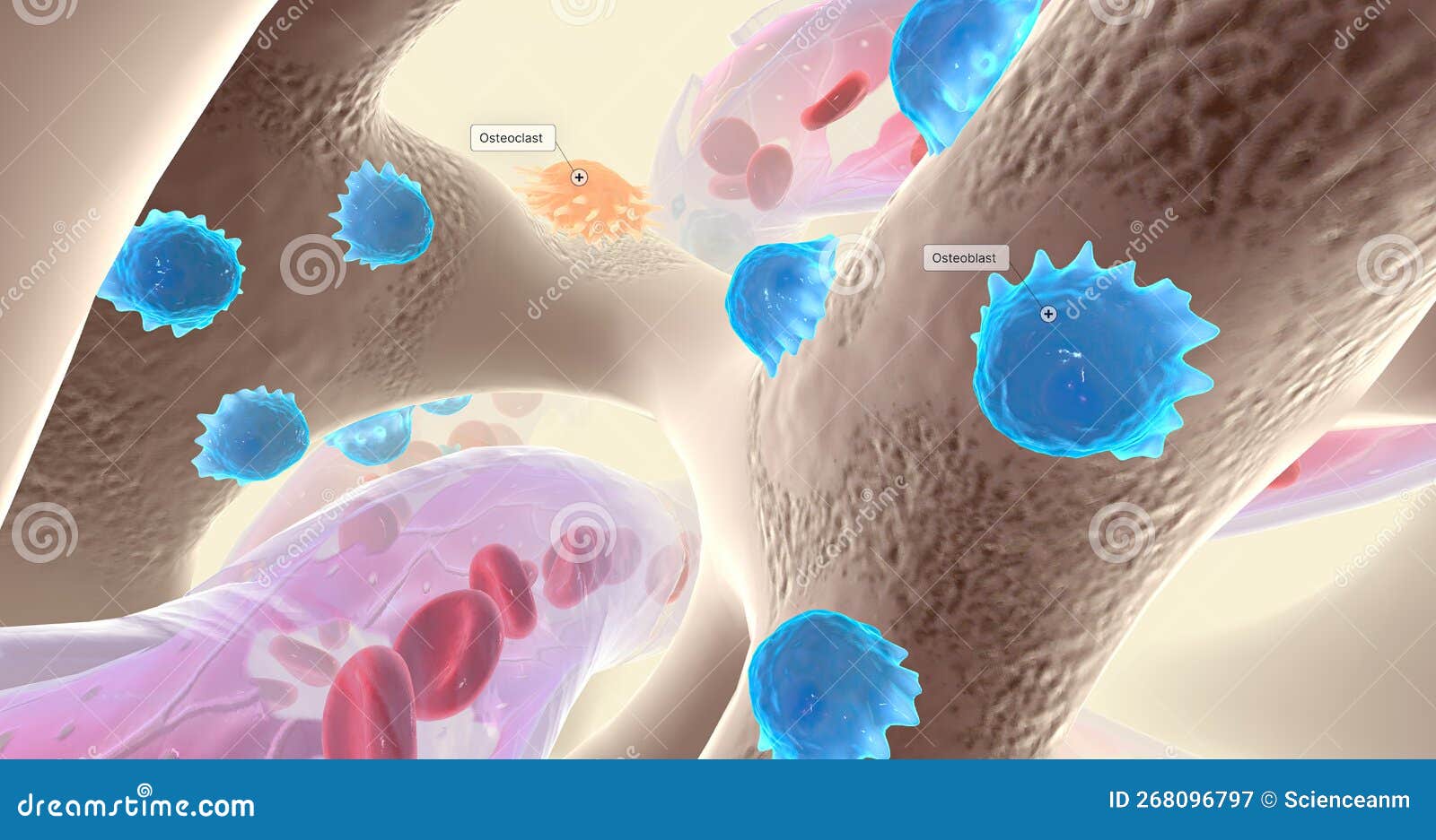 Specialized Cells Called Osteoblasts Deposit Bone Tissue Stock ...