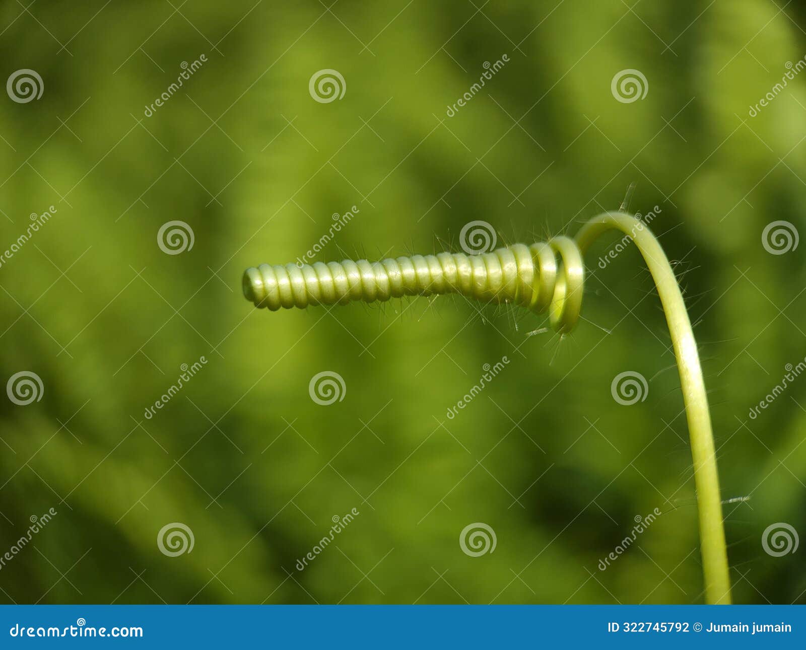 Curled Tendril in Botany with Green Background Stock Photo - Image of ...