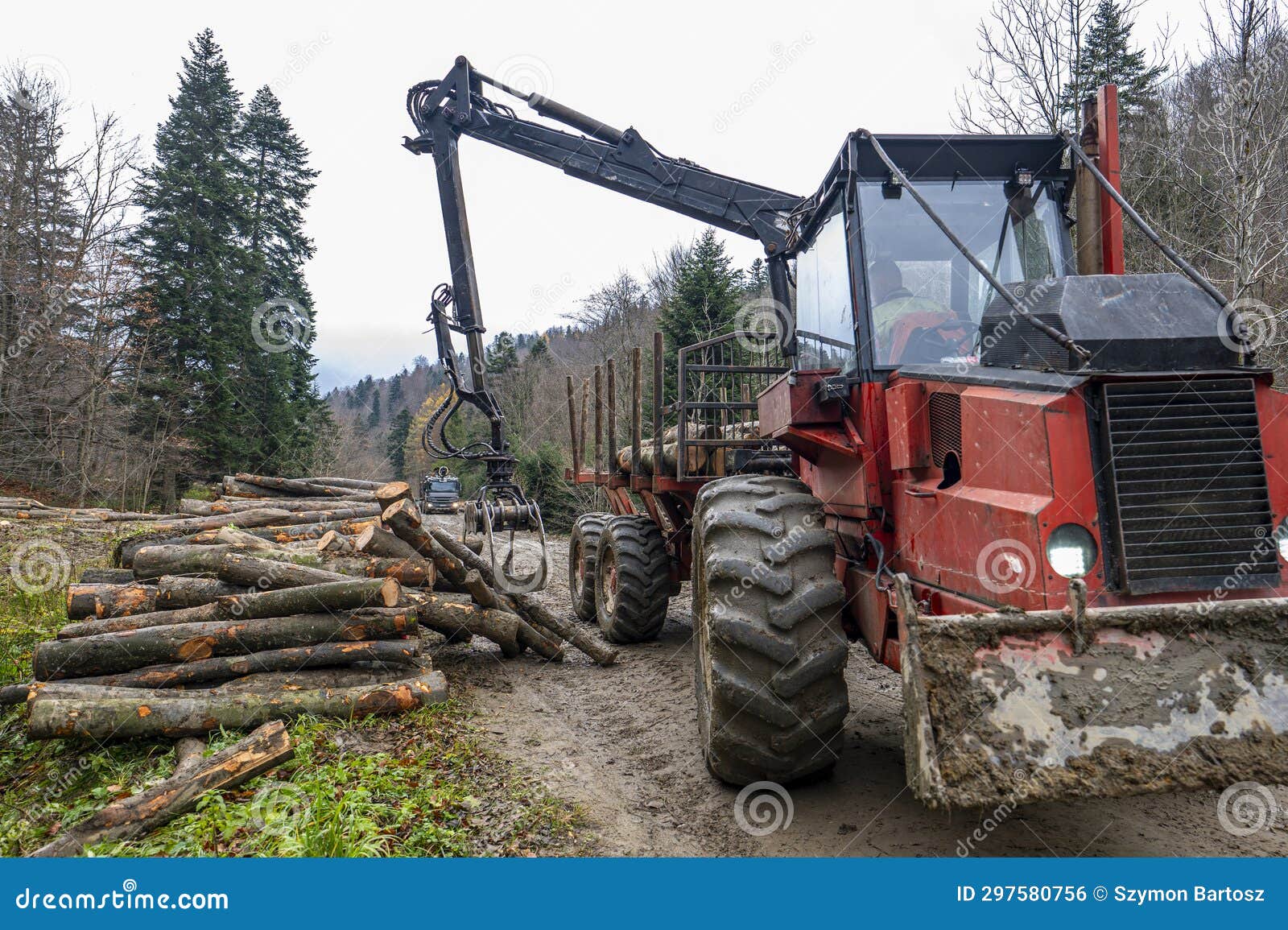Specialized Tractor Forwarder Folding Wood in the Forest. the ...