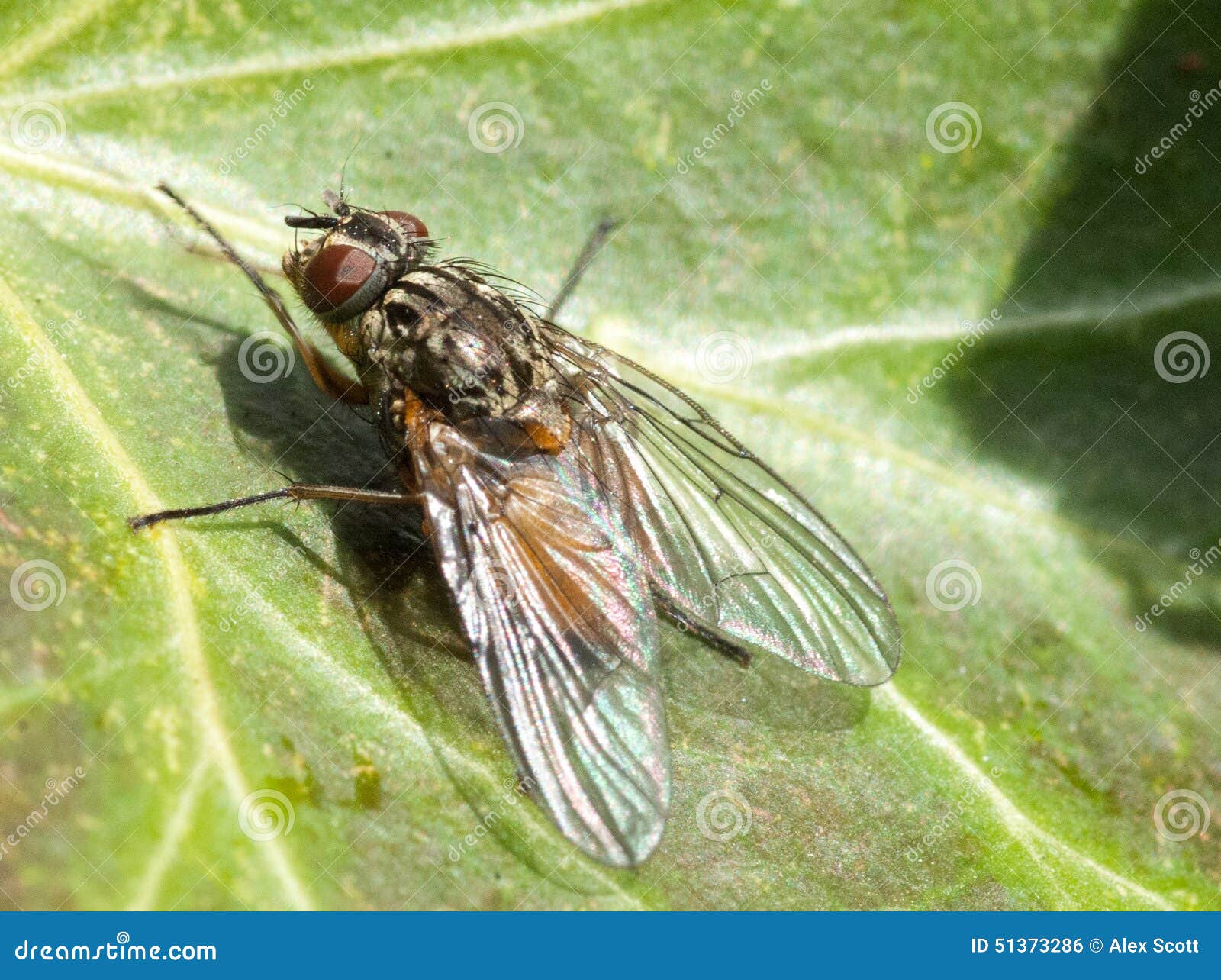 Specie Della Mosca Del Ritratto Dell'insetto Fotografia Stock ...