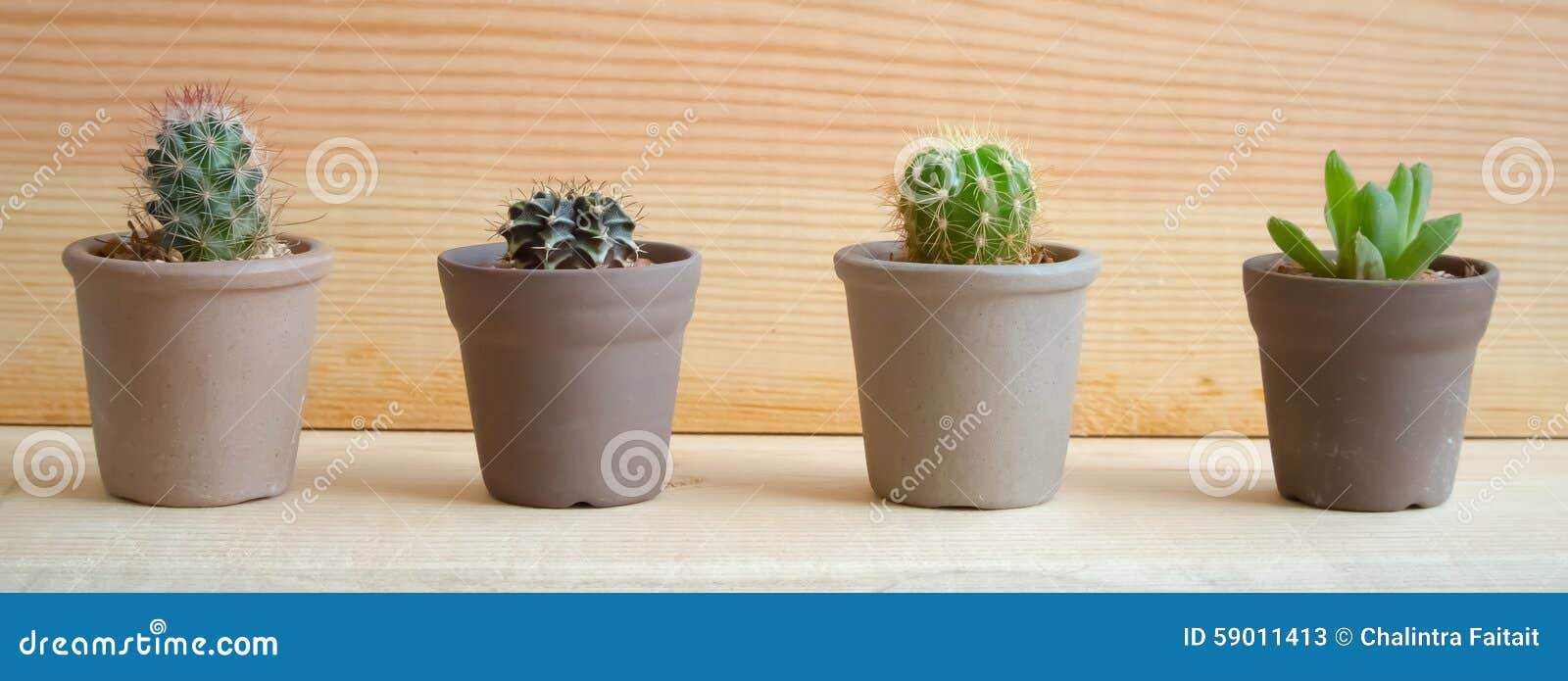 Species of Cacti stock image. Image of tone, sample, fresh - 59011413
