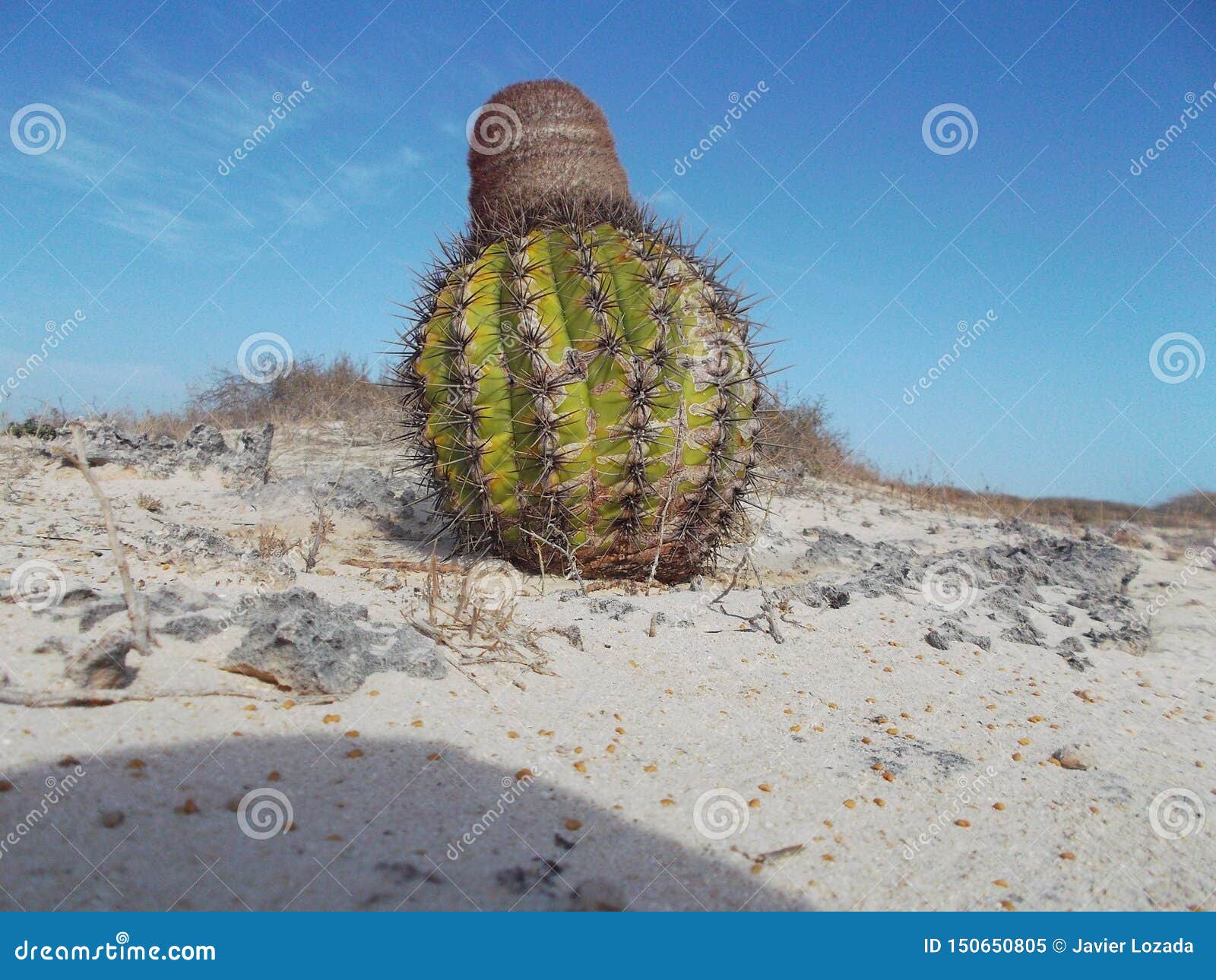 Different Types, Species and Classes of Cactus and Its Cultivation ...