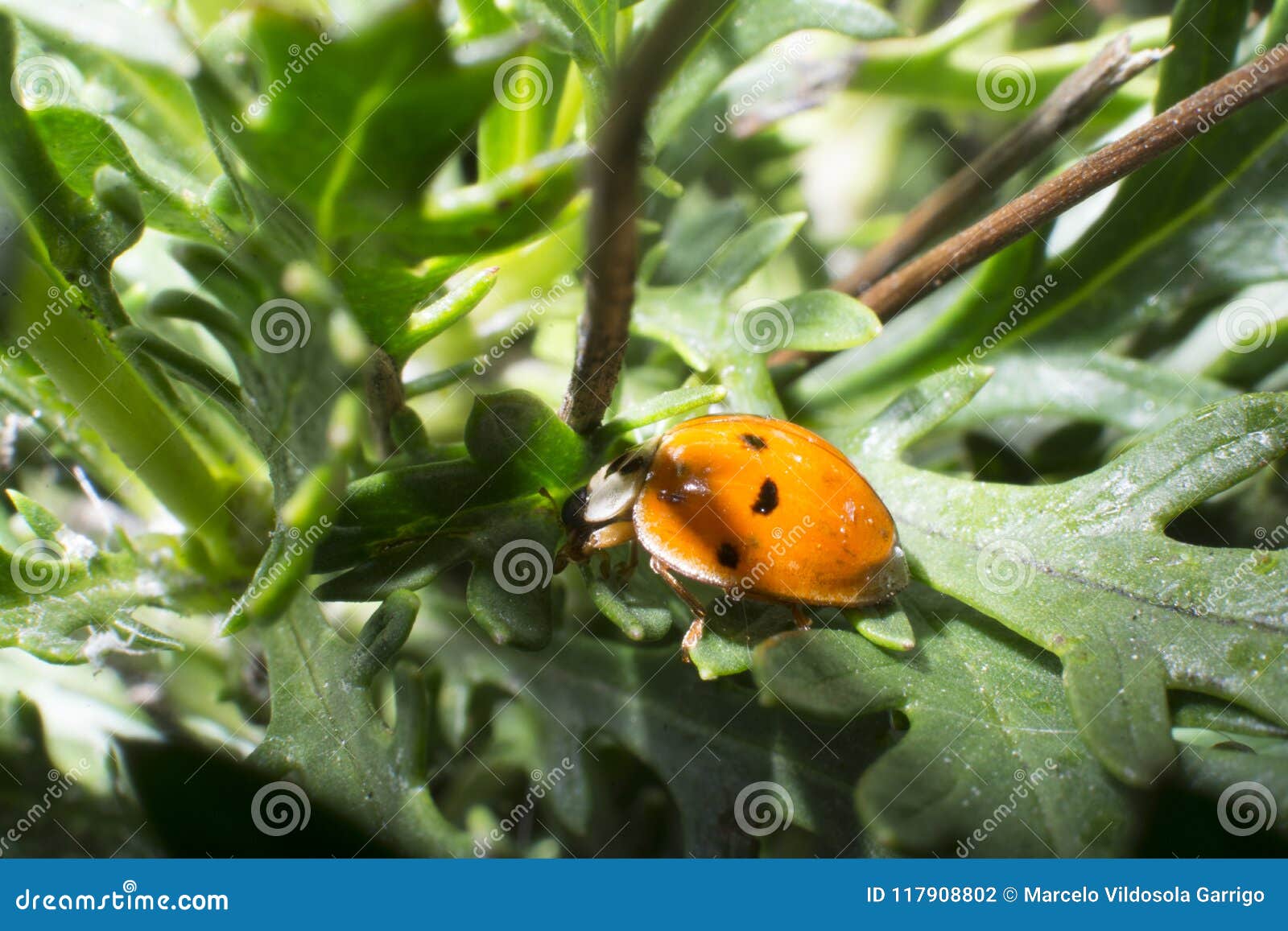 Ladybug Looking for Aphids in the Nature Stock Photo - Image of aphids ...