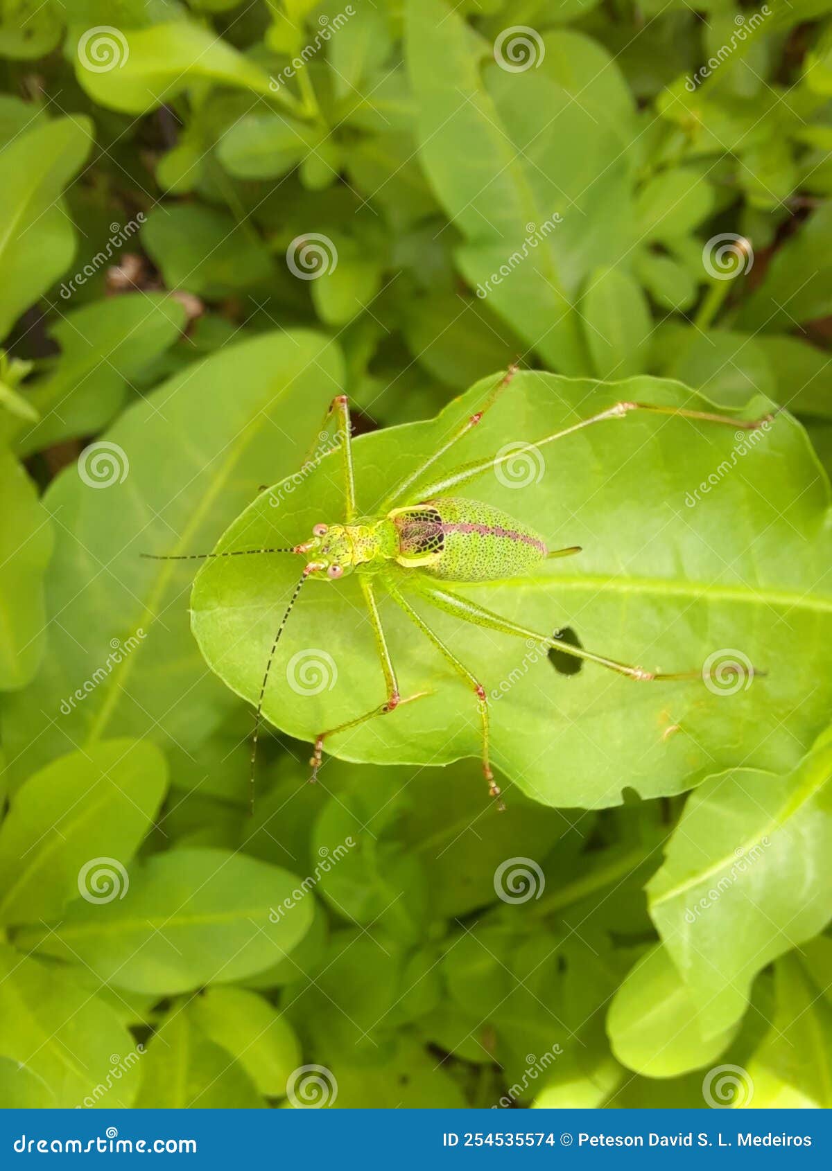 Species of insect on leaf stock photo. Image of species - 254535574