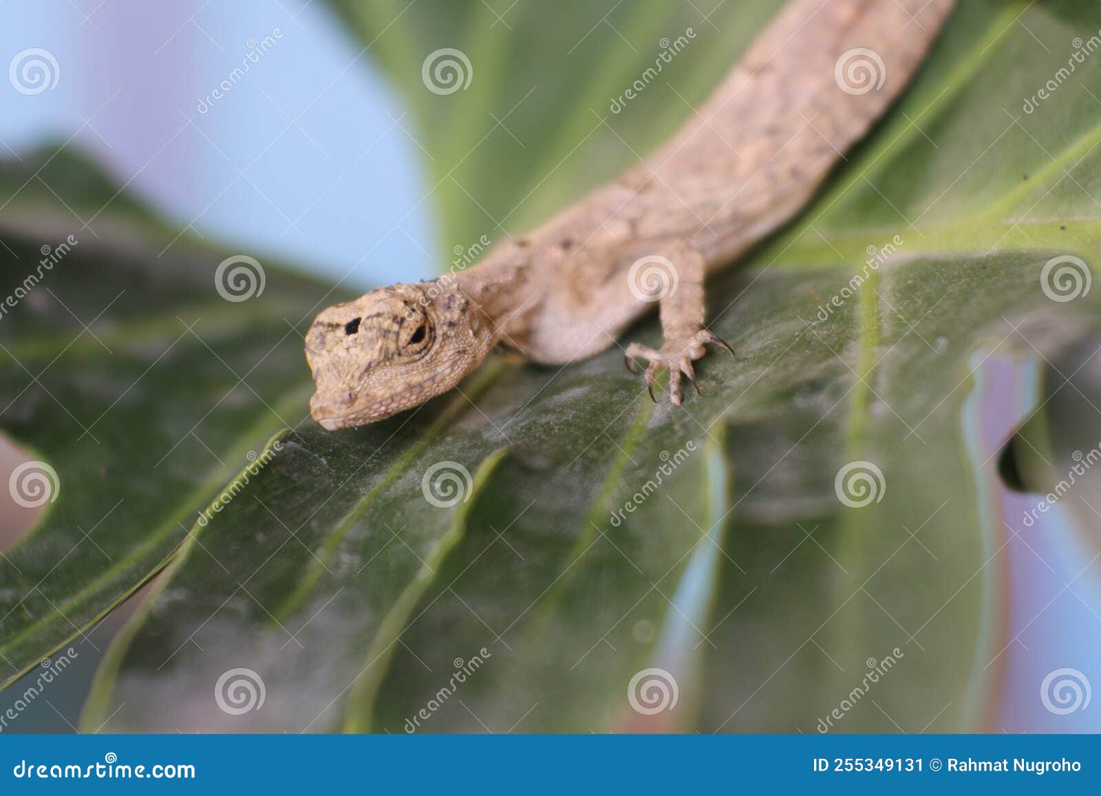 Lizards On Leaf Stock Photo | CartoonDealer.com #8278860
