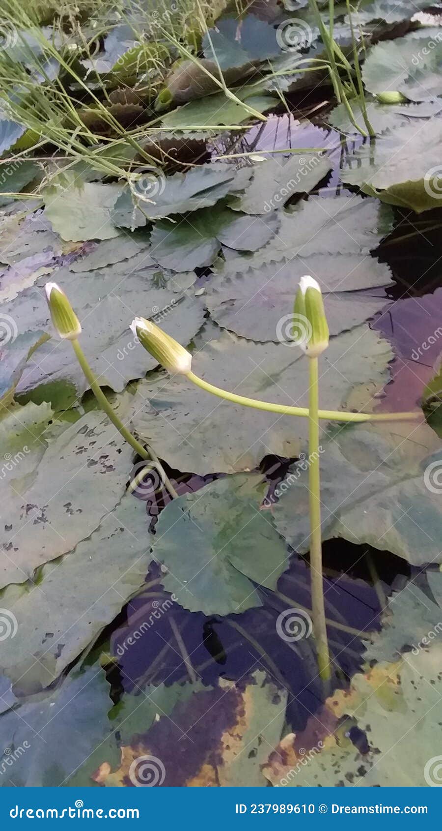 Species of lotus stock photo. Image of flower, produce - 237989610