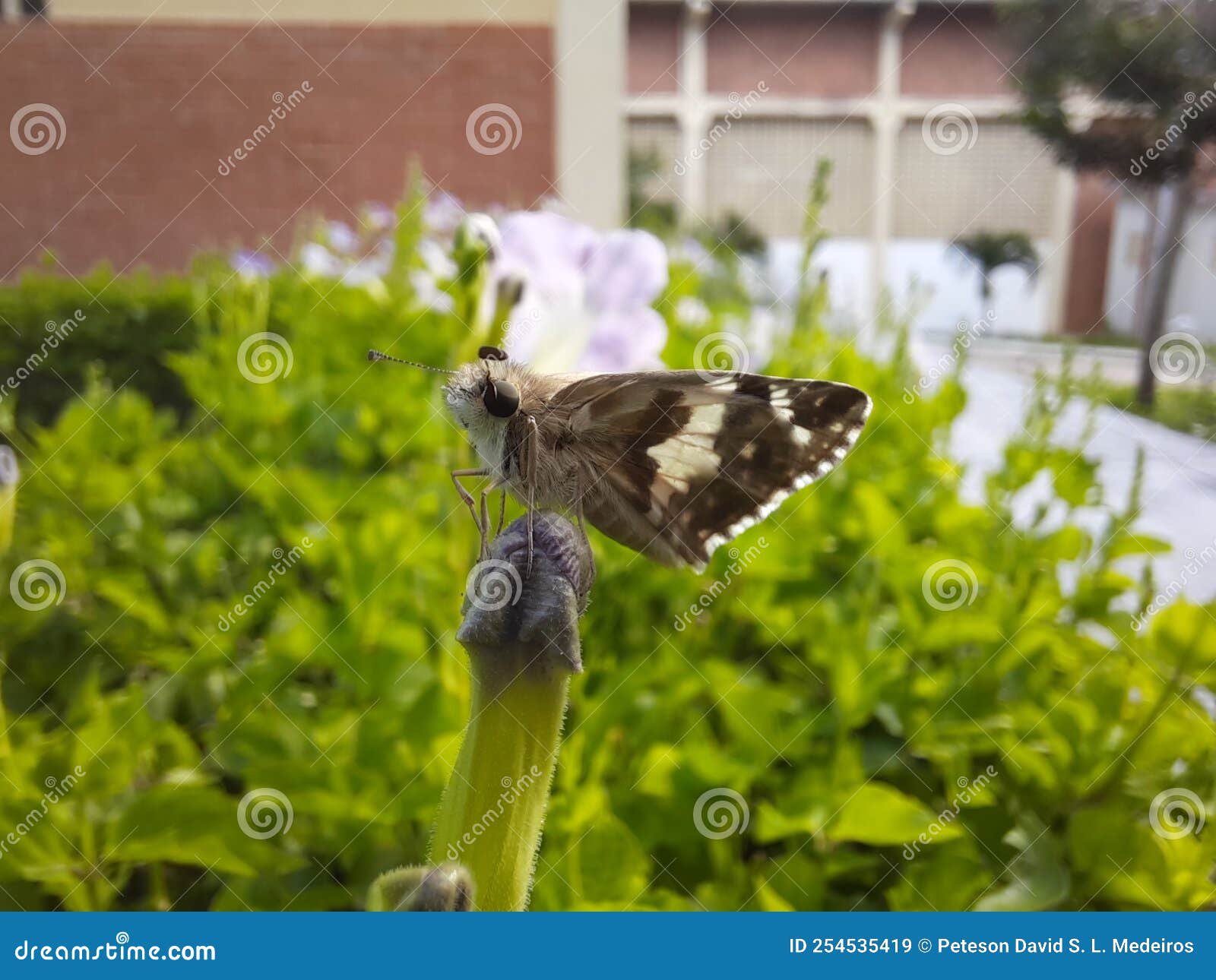 Species of moth on flower stock image. Image of insect - 254535419