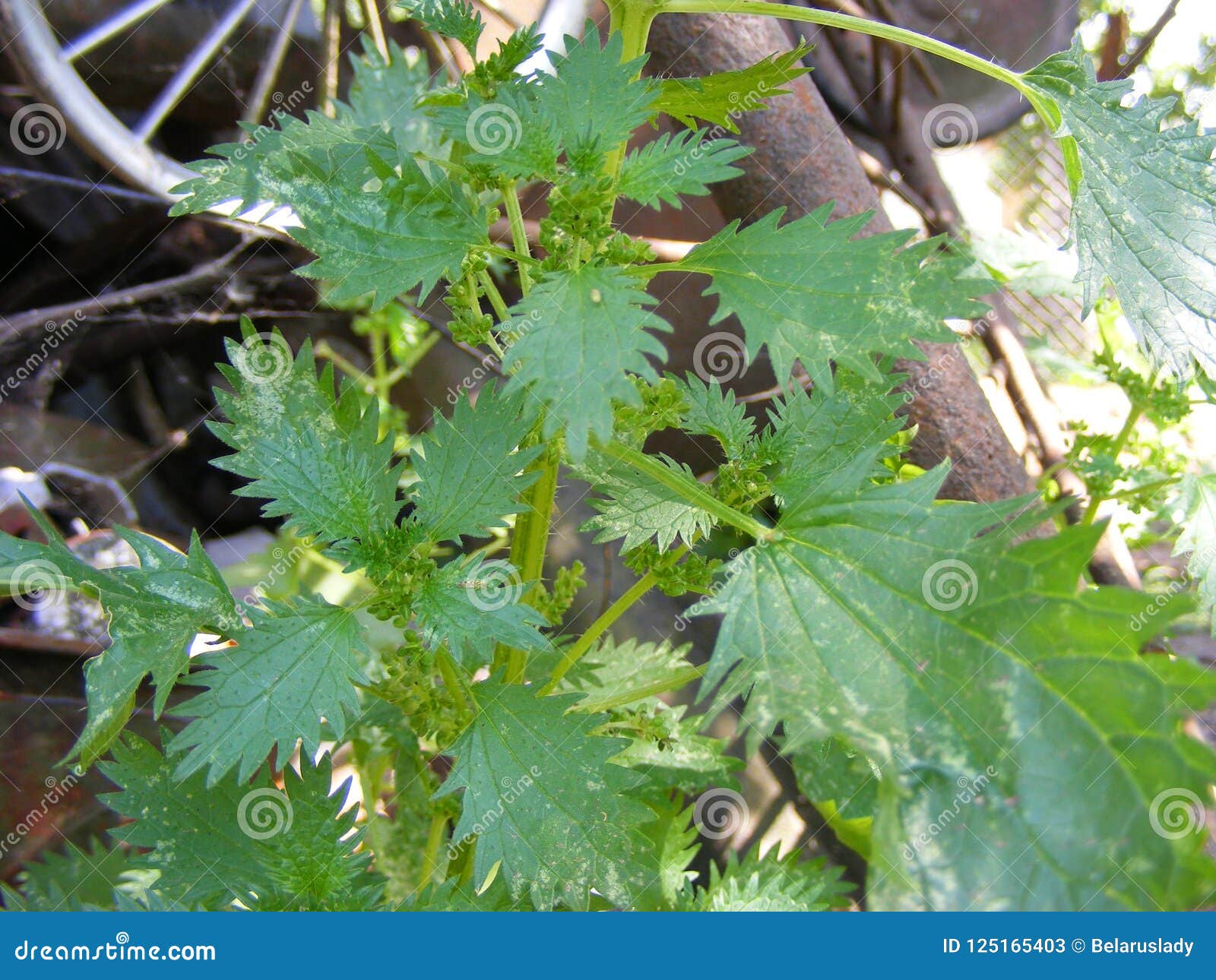Species of Nettle : Stinging Nettle Stock Image - Image of floral ...