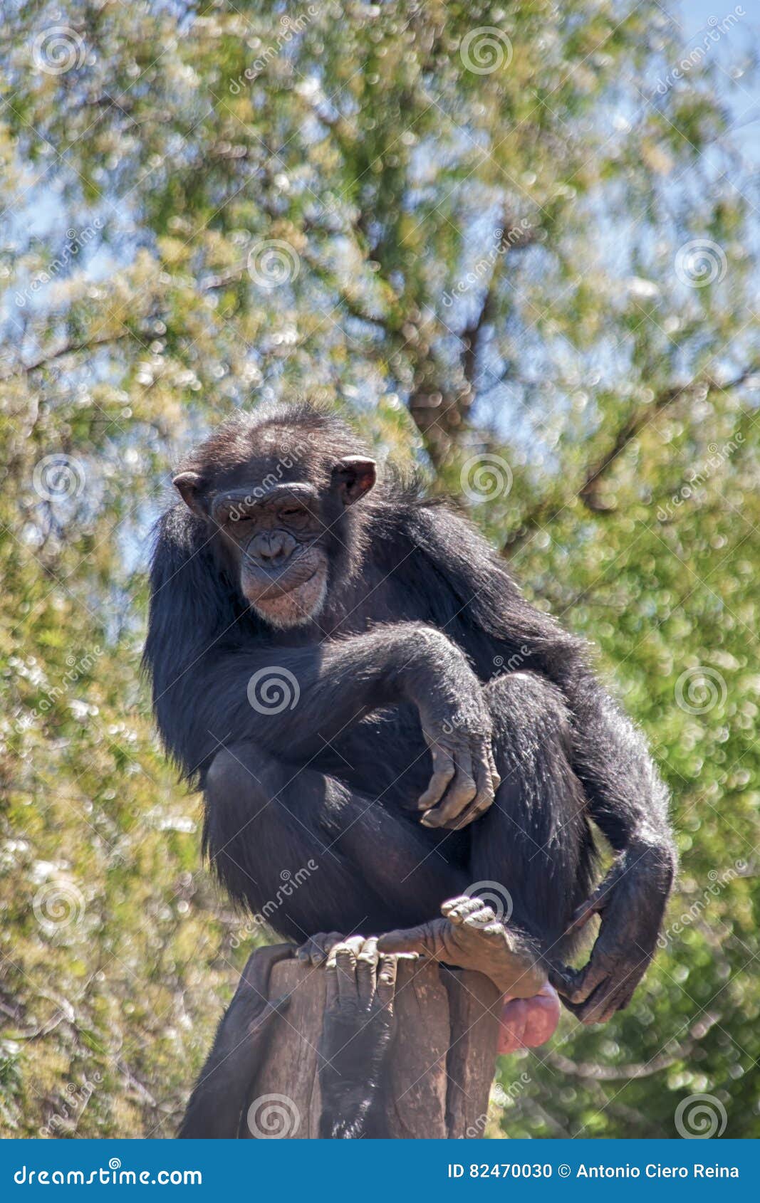 Species of Wild Animals in Captivity, Apes Stock Photo - Image of ...