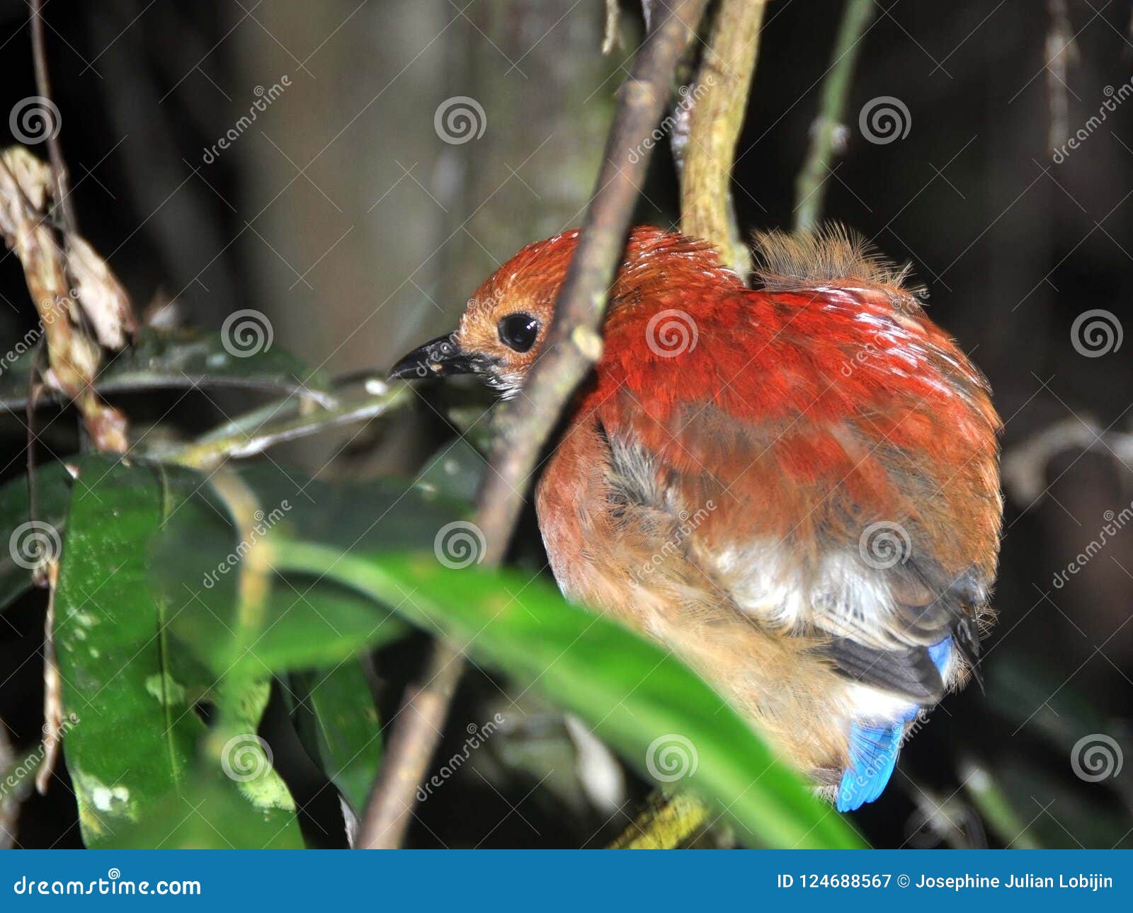 Bird of Borneo, Sabah the Land Below the Wind! Stock Image - Image of ...