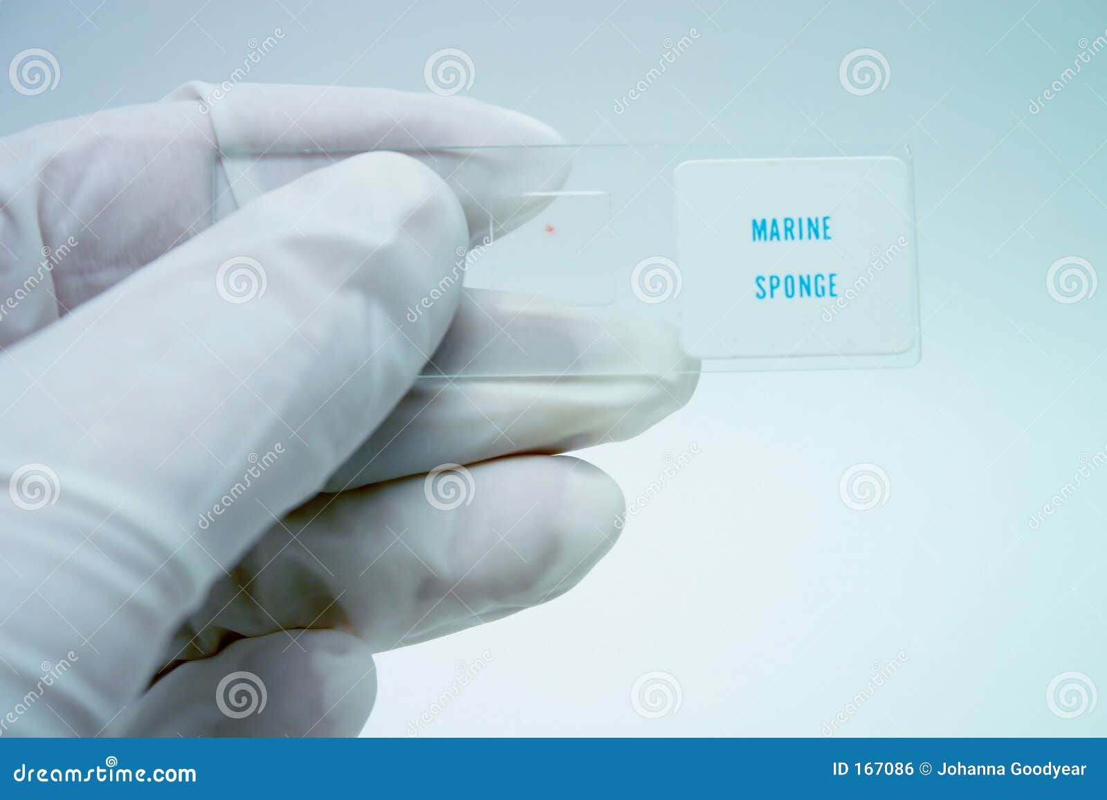 Specimen stock photo. Image of microscopic, micro, observation - 167086