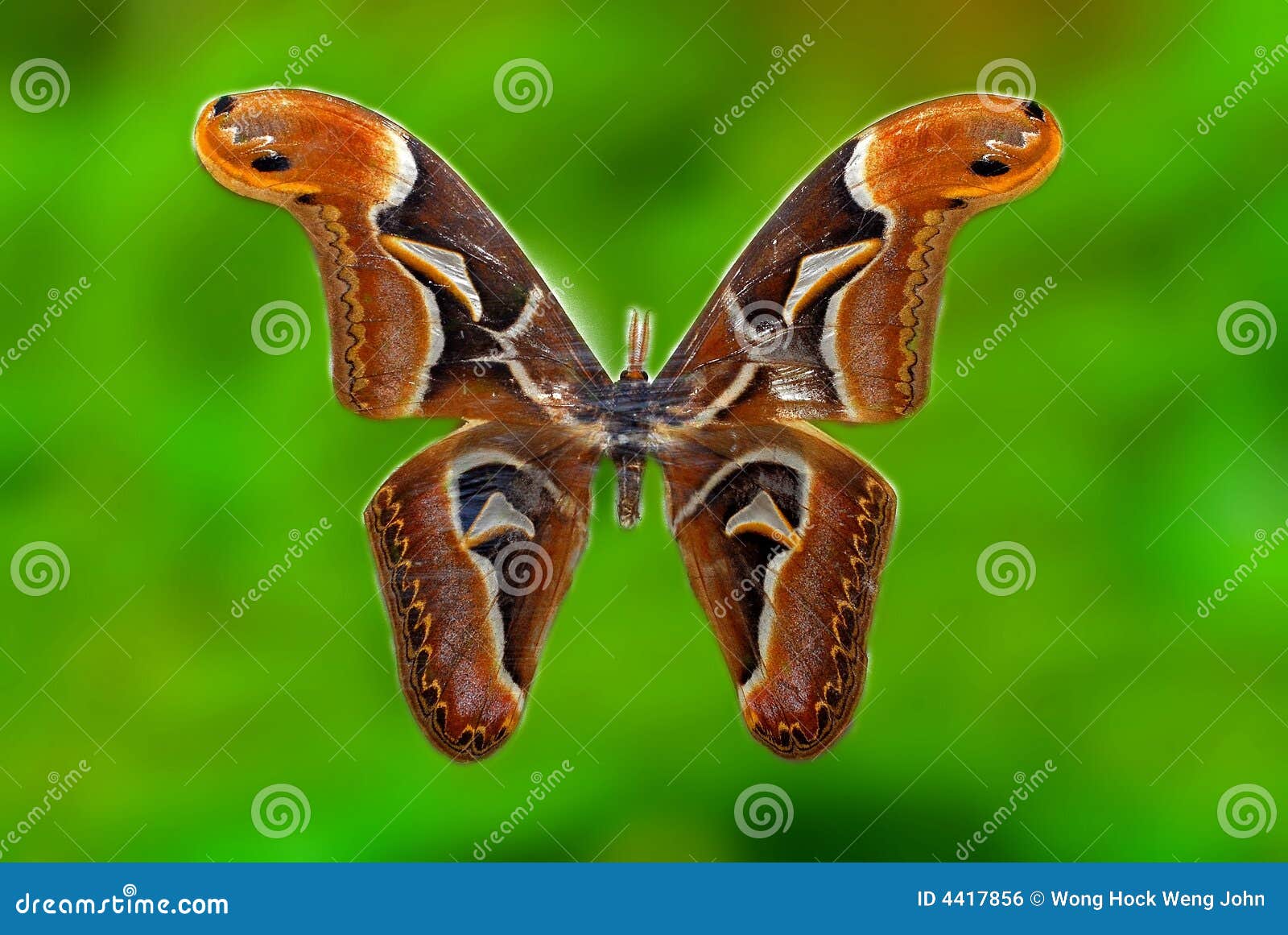 Specimen of big Atlas moth stock photo. Image of butterfly - 4417856