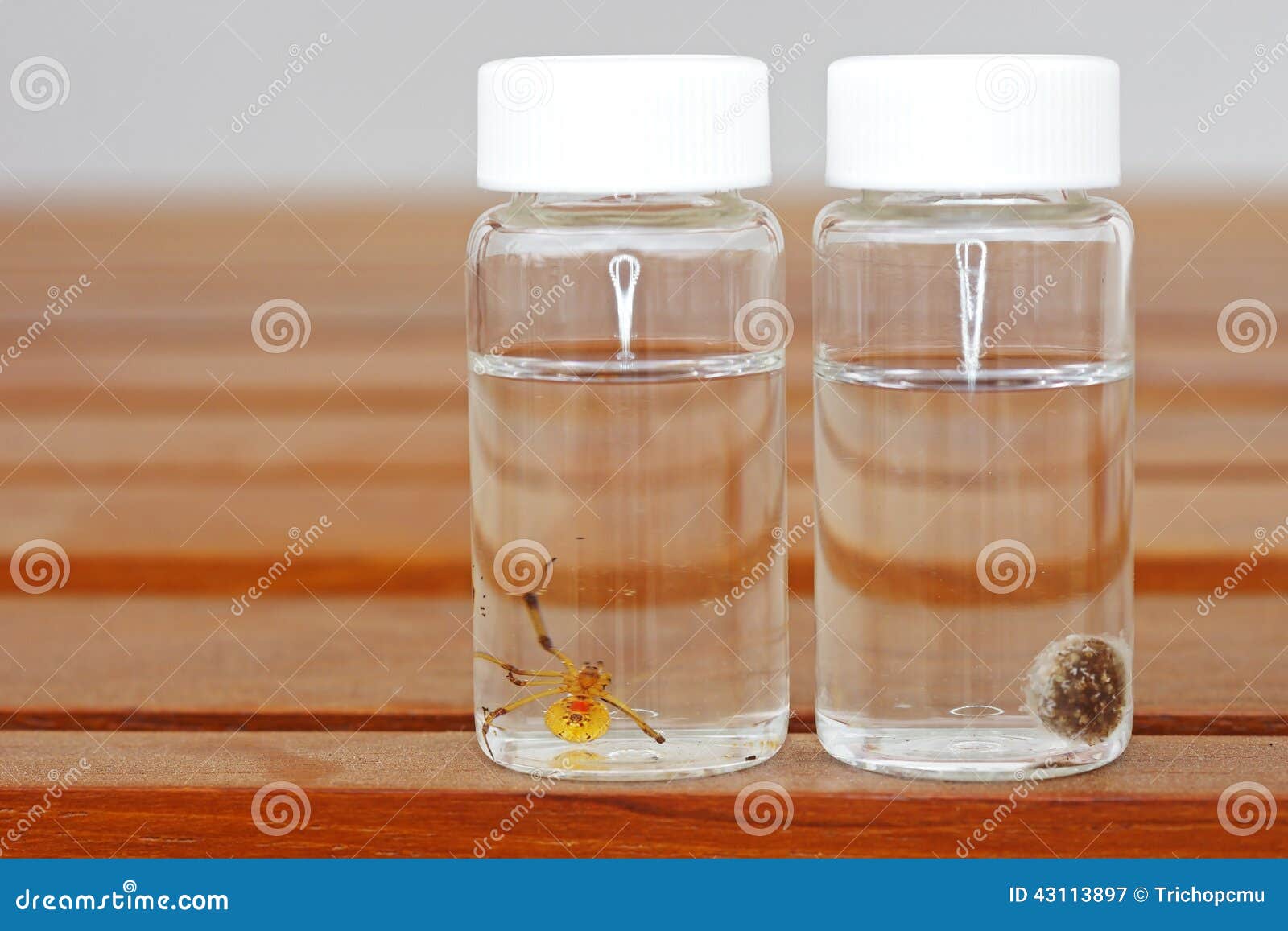 Specimen Jar With Preserved Legume Root Nodules And Bean Plant Leaves ...