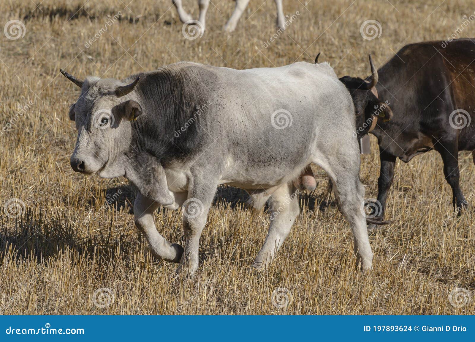 Specimen of Bull Grazing in the Countryside Stock Photo - Image of ...