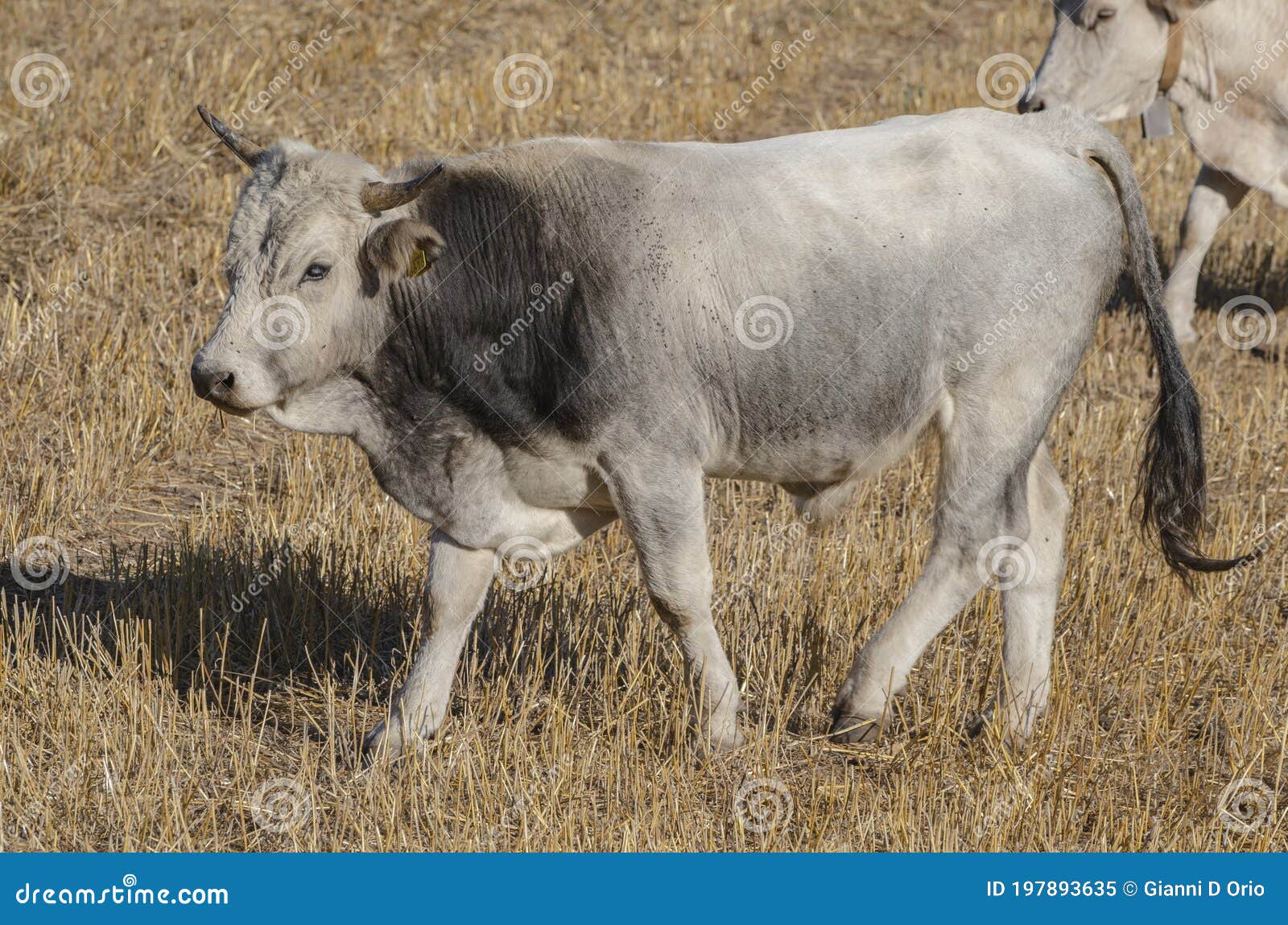Specimen of Bull Grazing in the Countryside Stock Image - Image of ...
