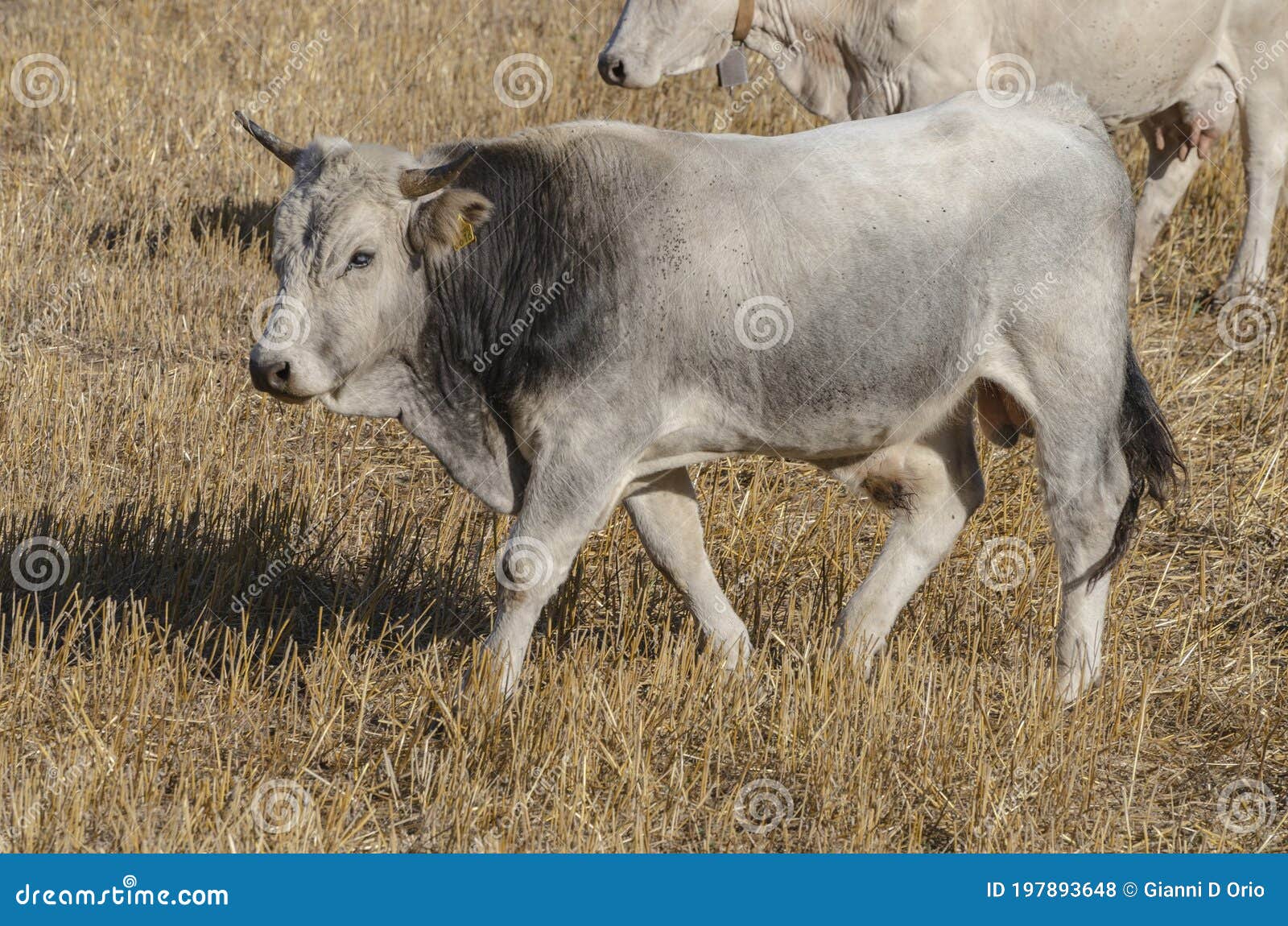 Specimen of Bull Grazing in the Countryside Stock Photo - Image of face ...