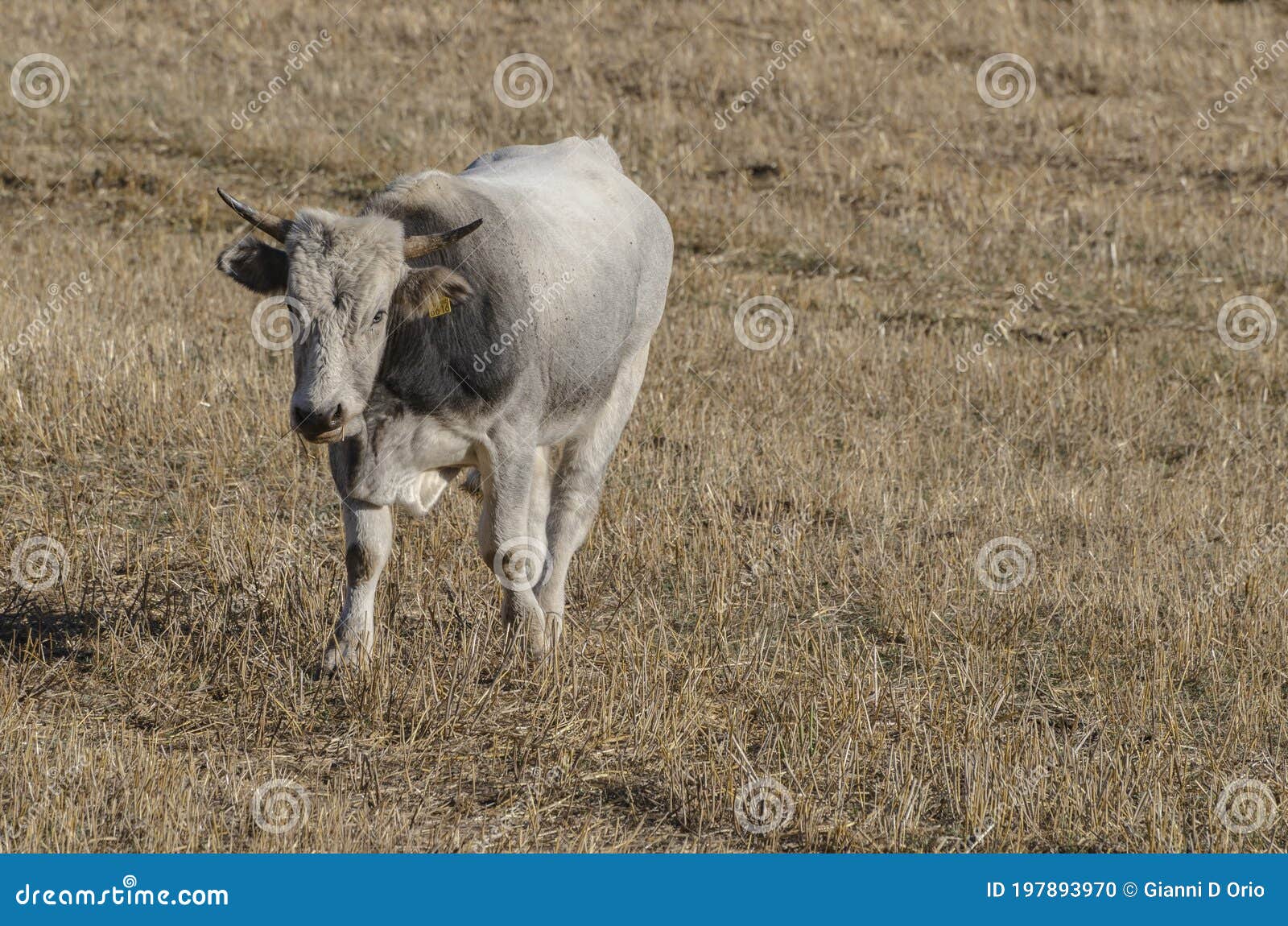Specimen of Bull Grazing in the Countryside Stock Photo - Image of meat ...