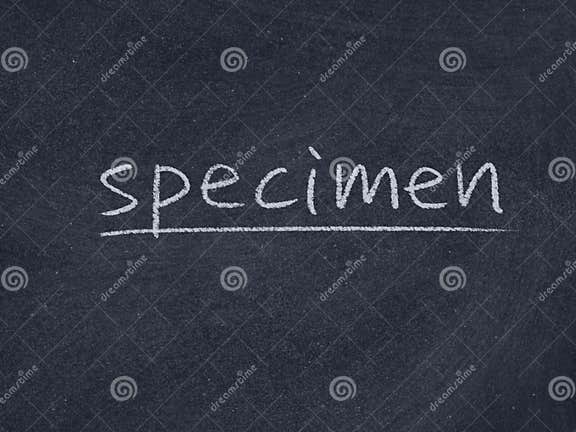 Specimen stock image. Image of text, blackboard, chalkboard - 240137745