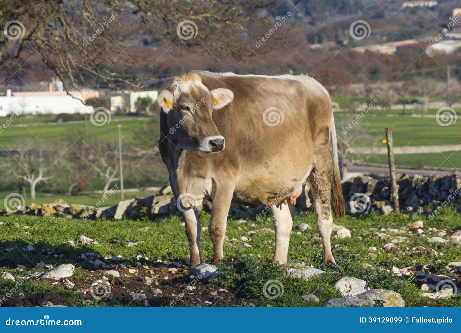 Specimen of cown stock image. Image of zoologist, cows - 39129099