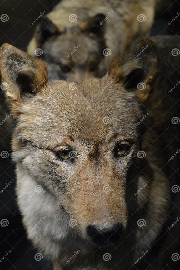 Specimen of fox stock image. Image of creature, animal - 91389093