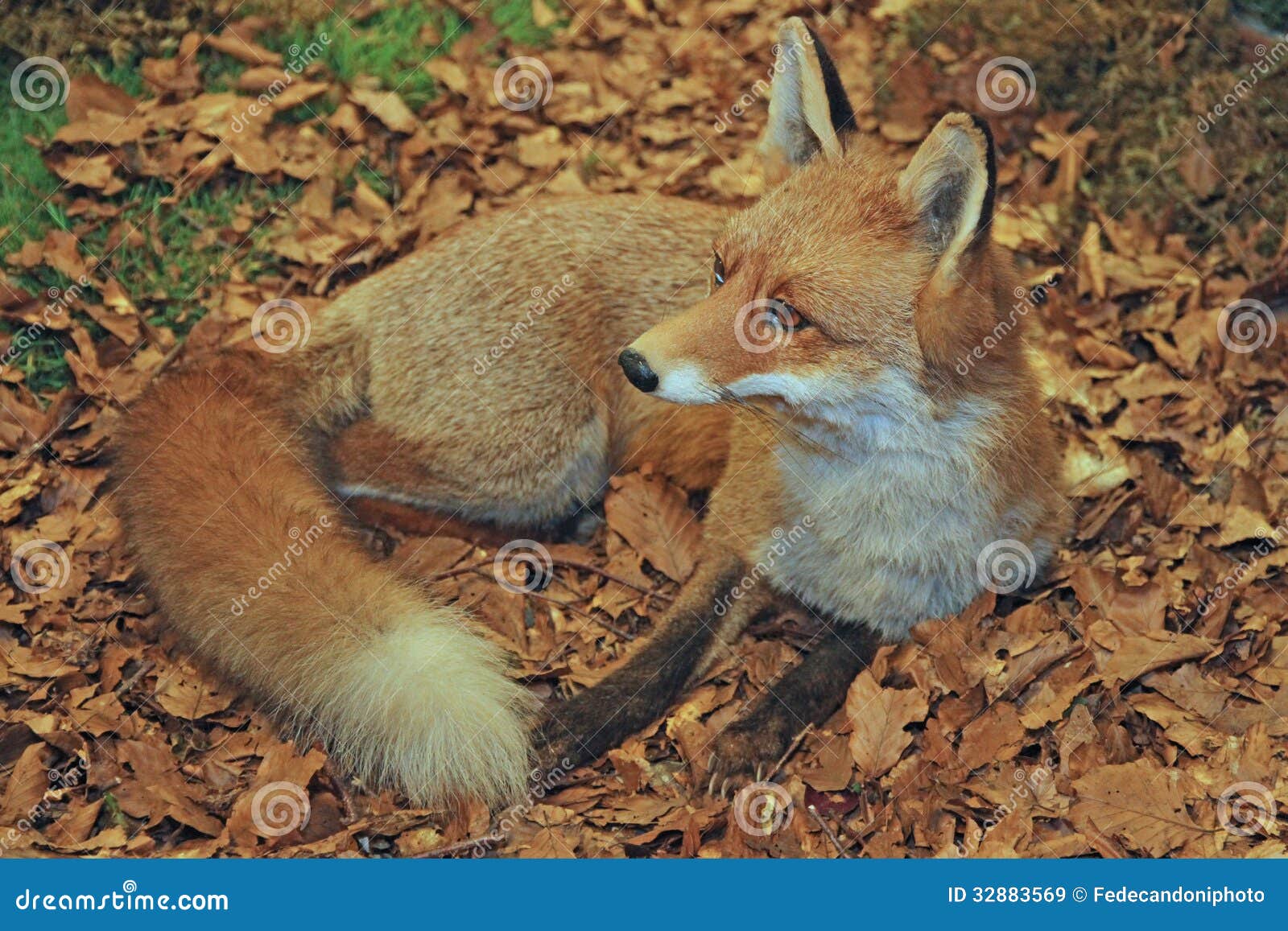 Specimen of Fox while Resting Lying in the Middle of the Leaves Stock ...