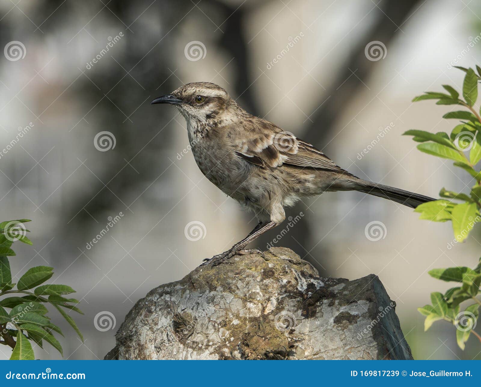 A Specimen of Long Tailed Mockingbird Stock Image - Image of aeneus ...