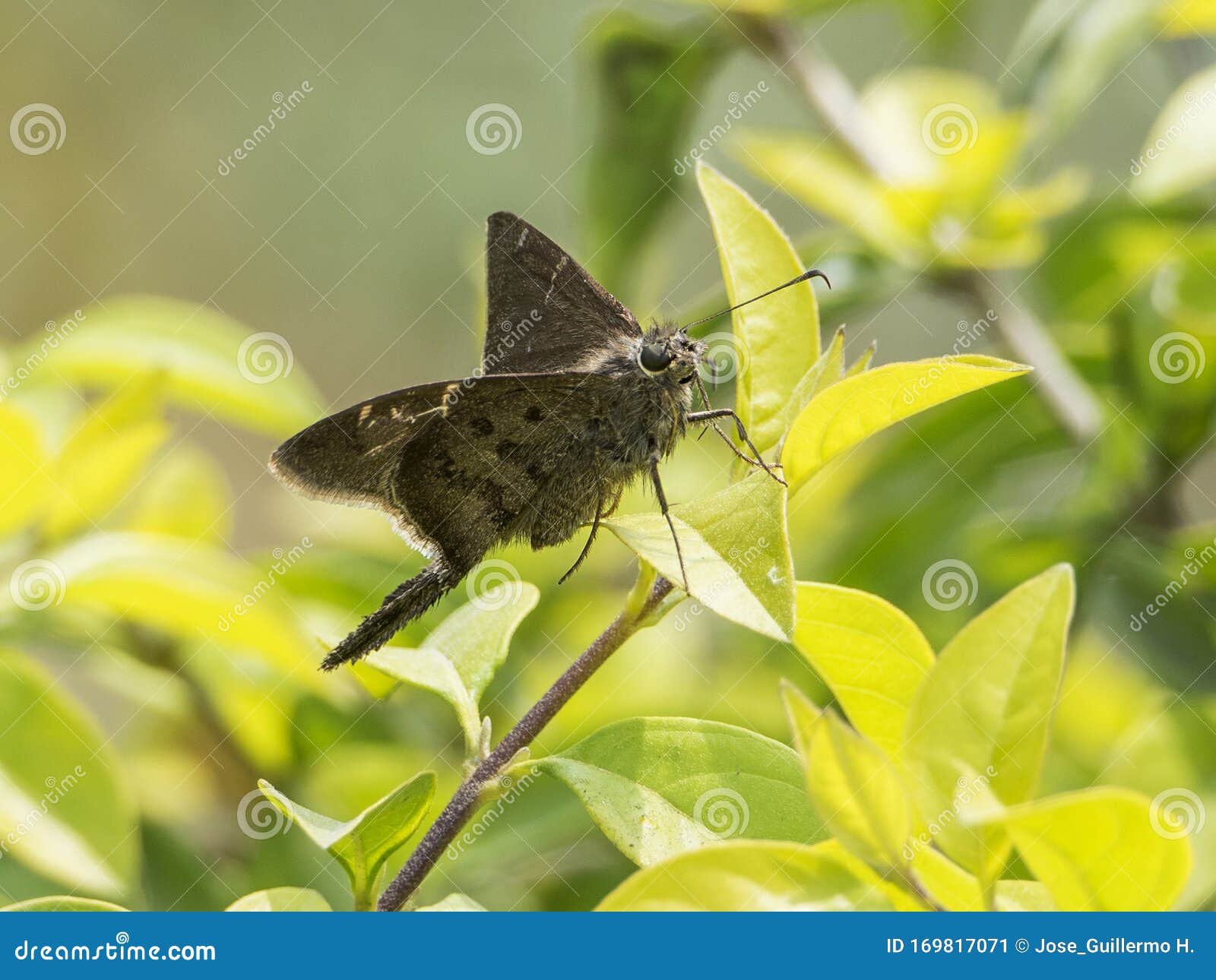 A Specimen of Moth on the Leaves Stock Image - Image of closeup, swarm ...