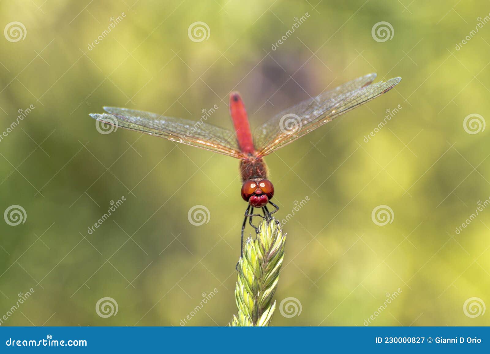 Specimen of Red Dragonfly Posing on a Stalk of Grass Stock Image ...