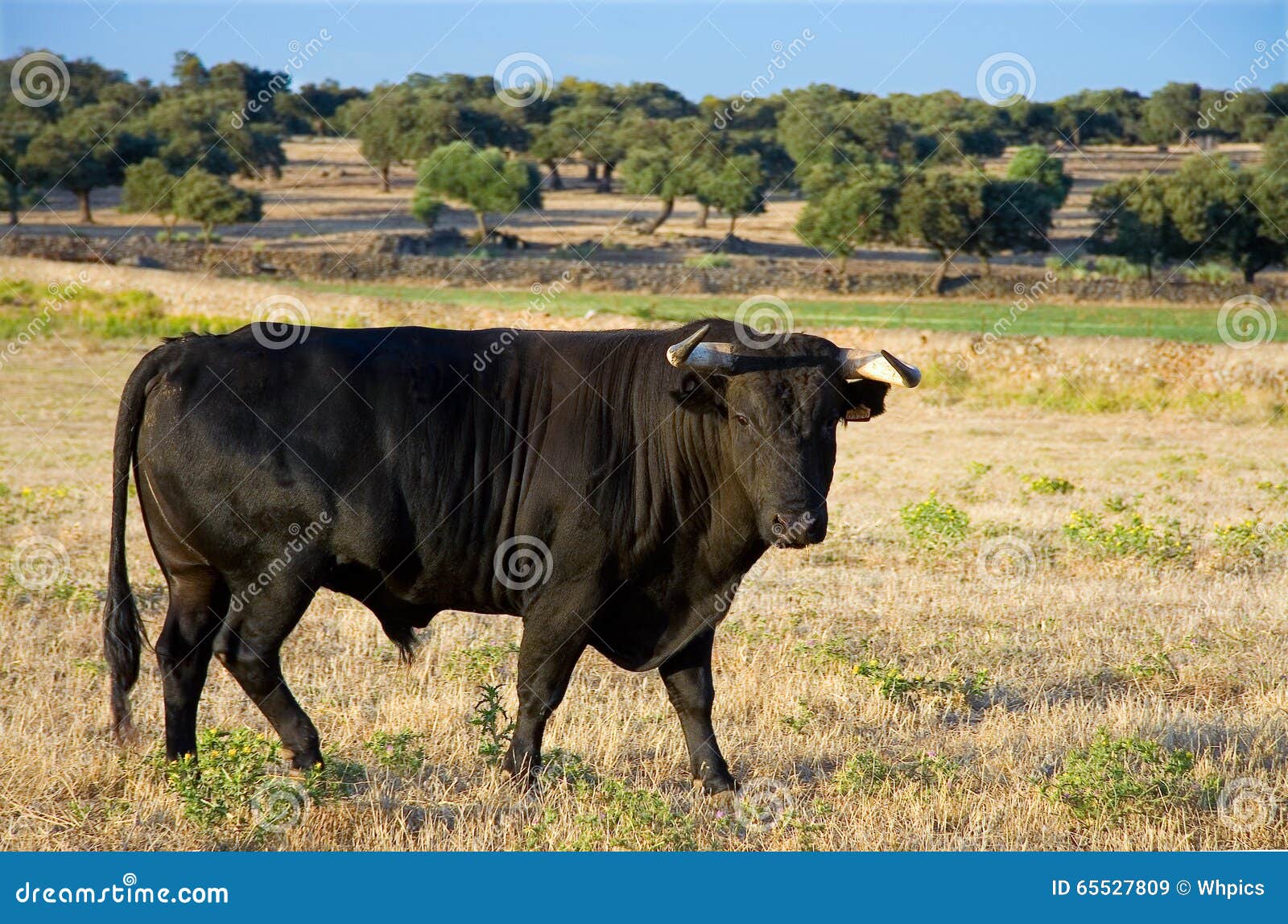 Spanish Fighting Bull Breeds