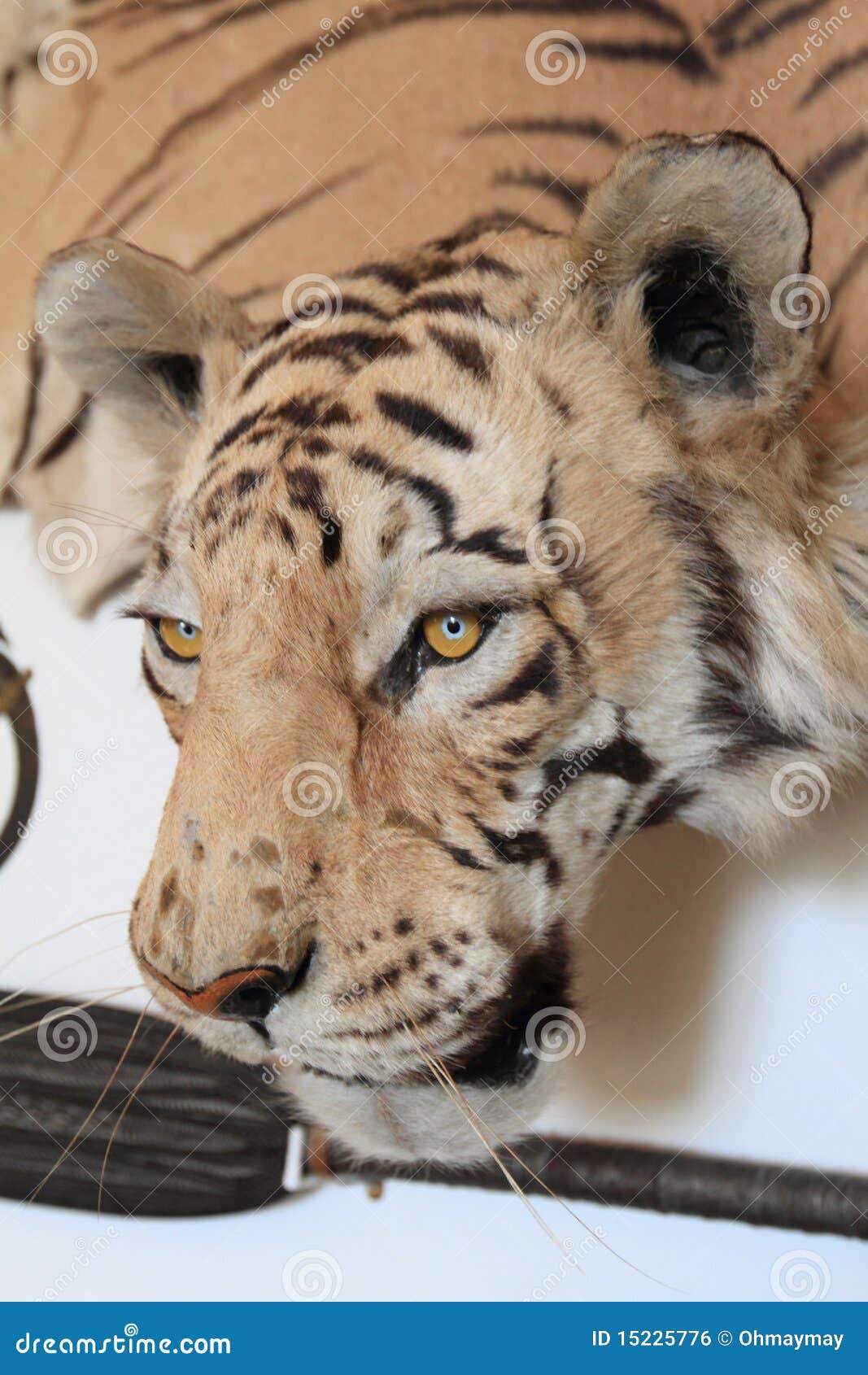 Specimen of a tiger s head stock photo. Image of tiger - 15225776