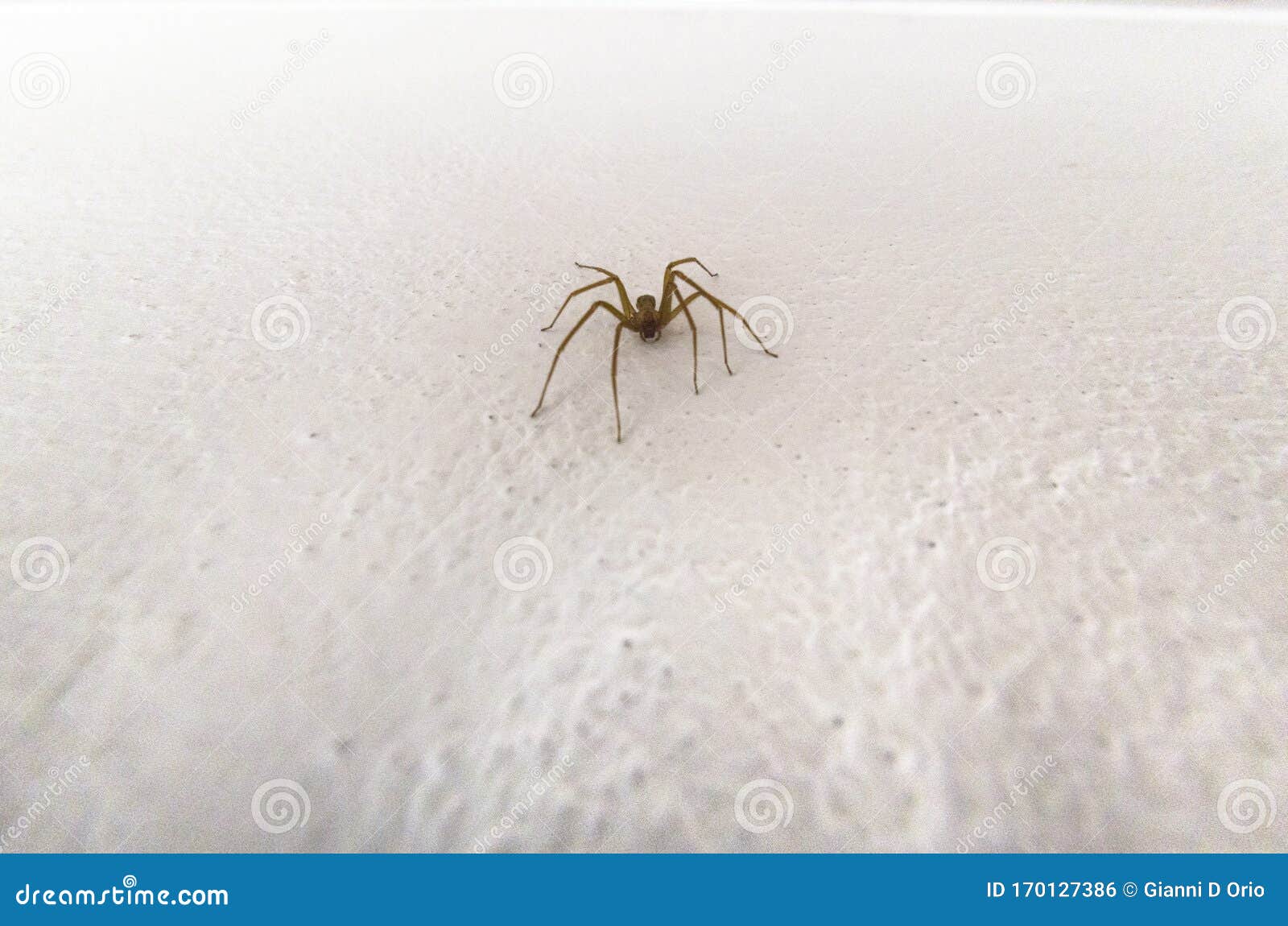 Specimen of Violin Spider within the Home Walls Stock Photo - Image of ...
