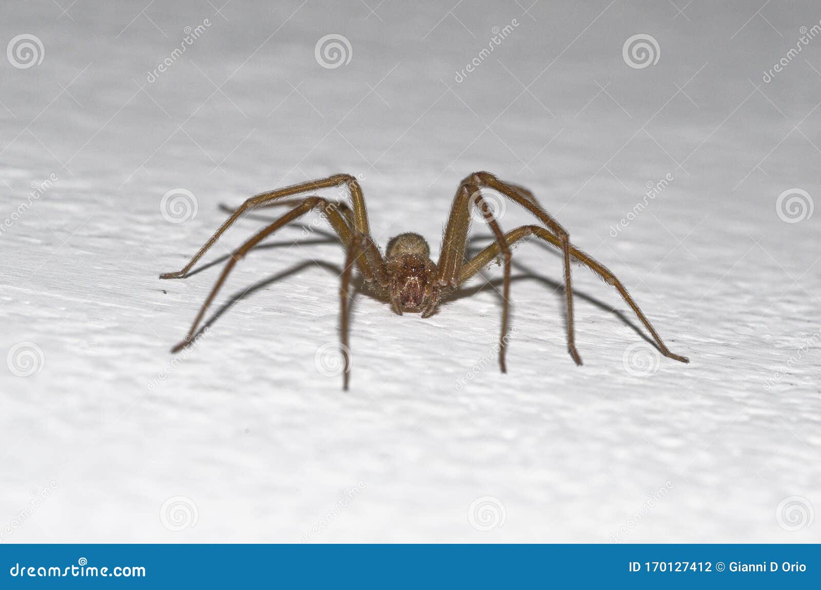 Specimen of Violin Spider within the Home Walls Stock Photo - Image of ...
