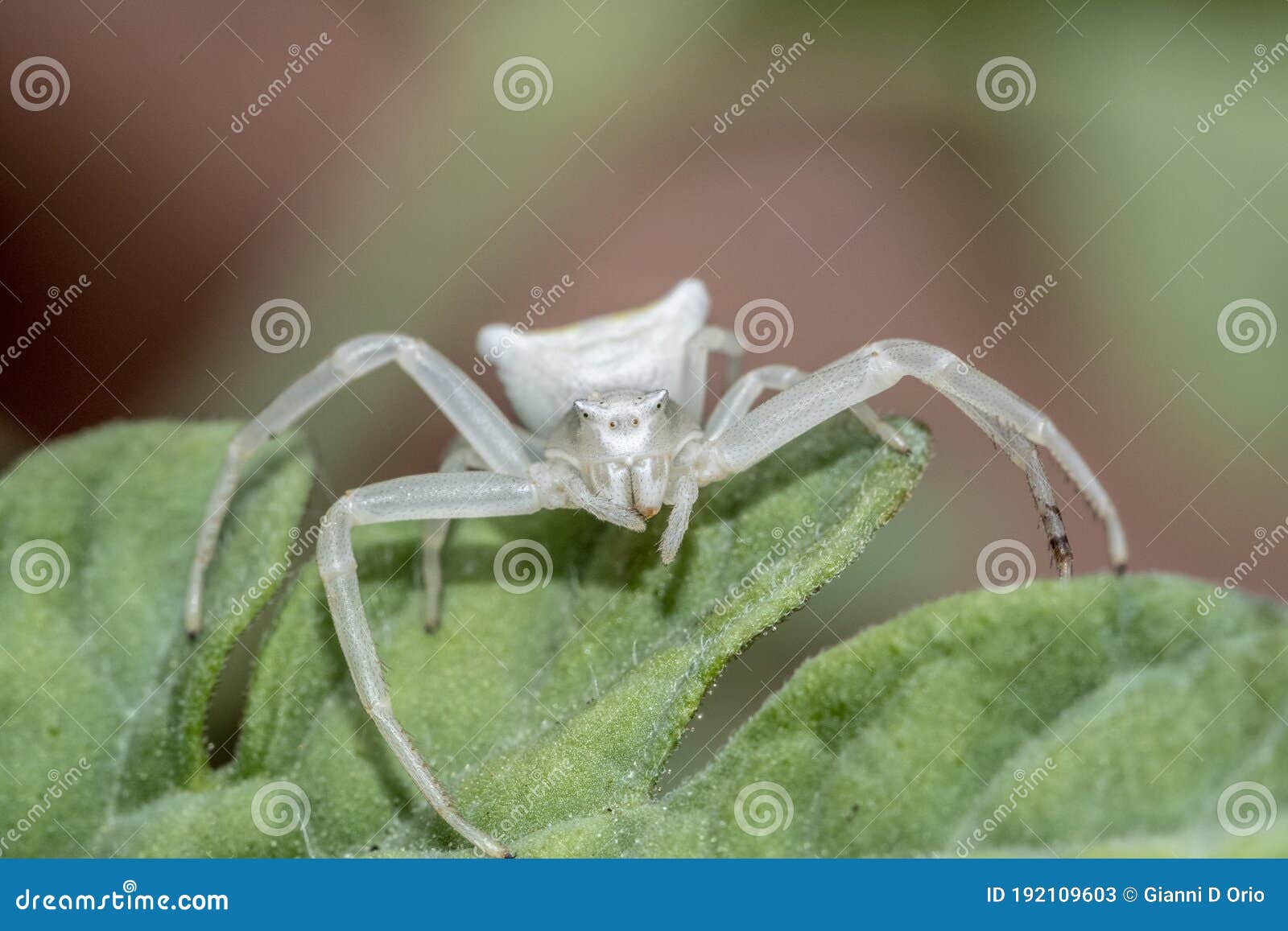 Specimen of White Crab Spider - Thomisus Onustus Thomisidae Stock Image ...