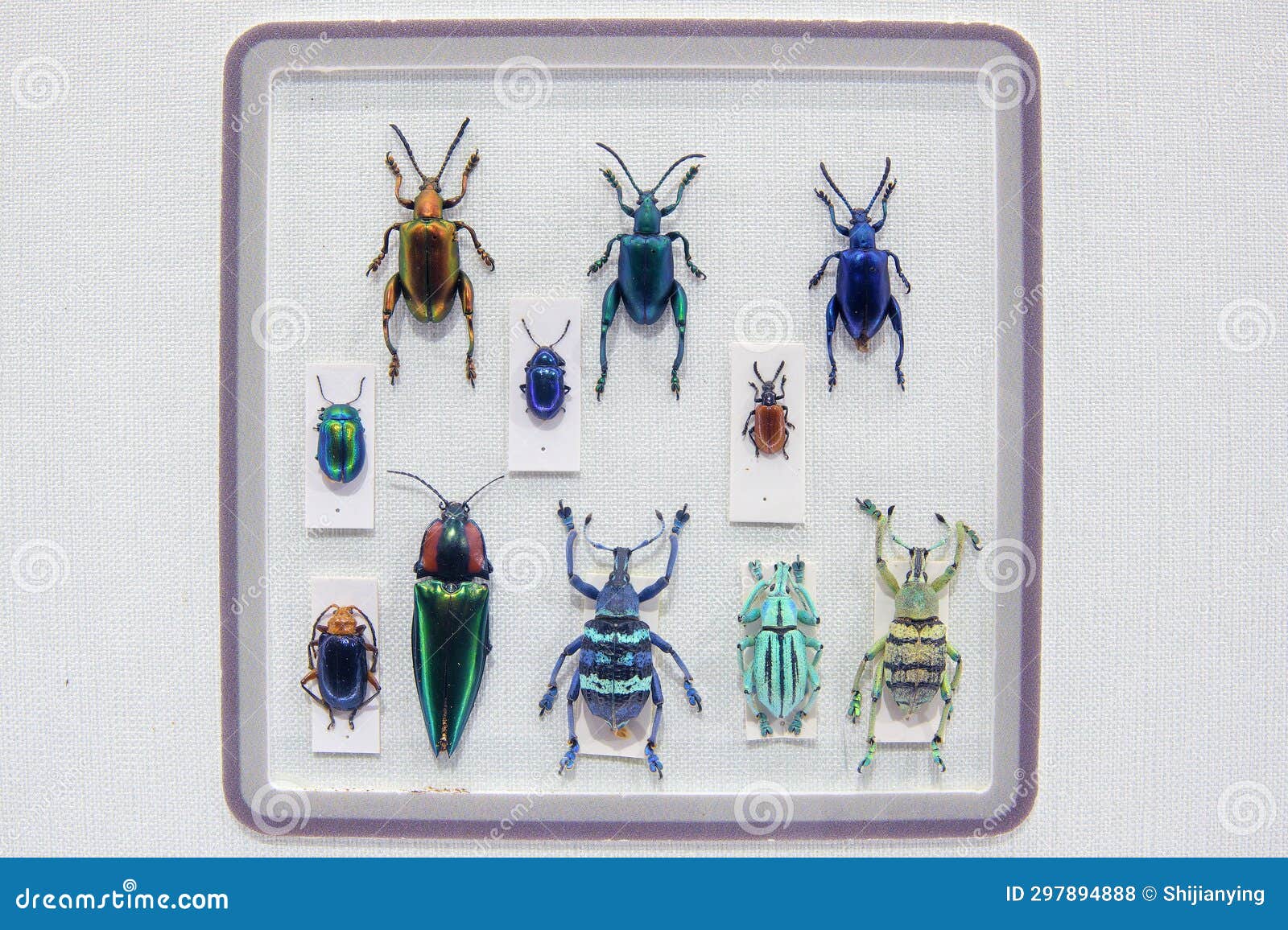Curculionidae beetle stock photo. Image of wild, animals - 297894888