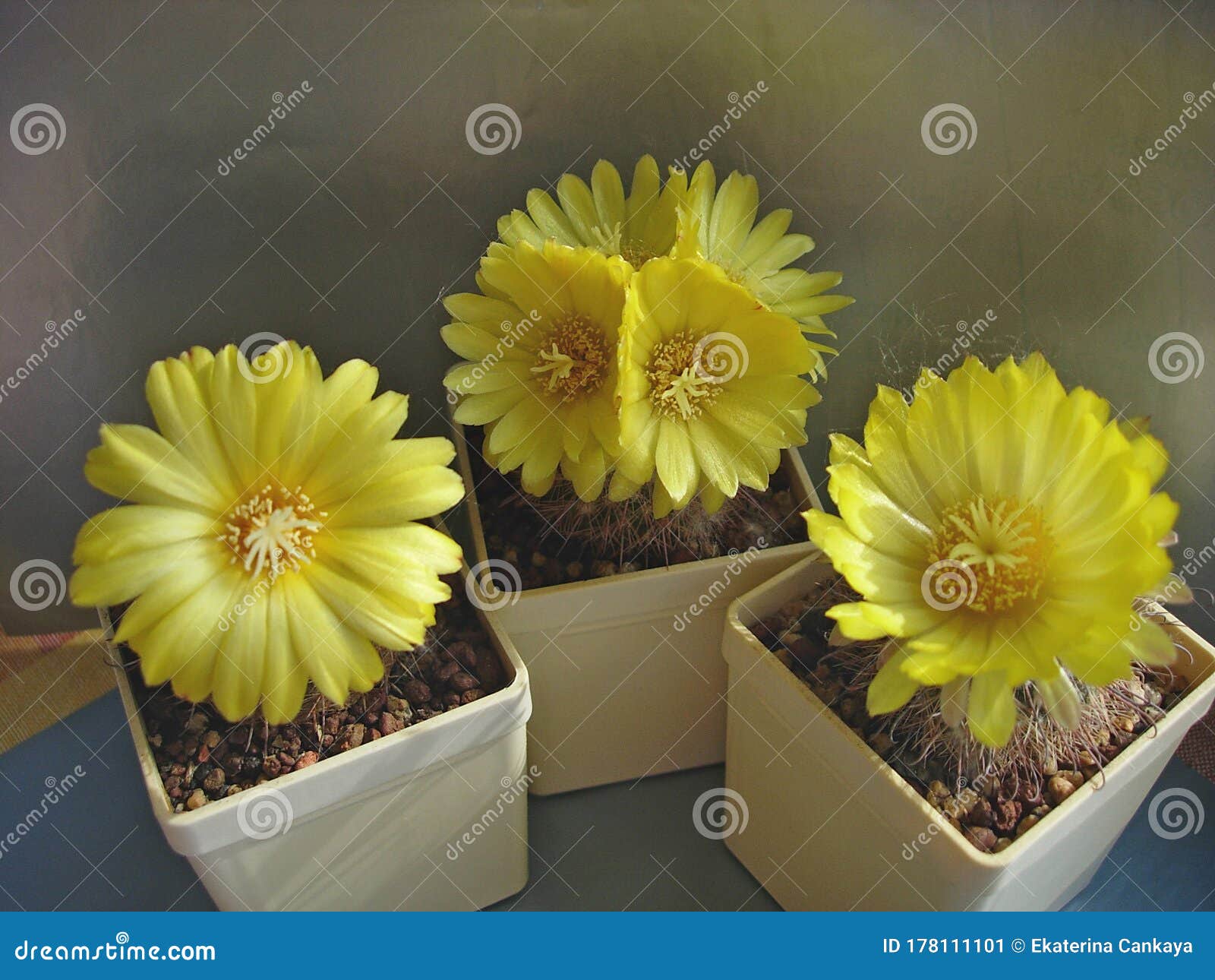 Specimens of Different Cacti from Genus Parodia with Yellow Flowers ...