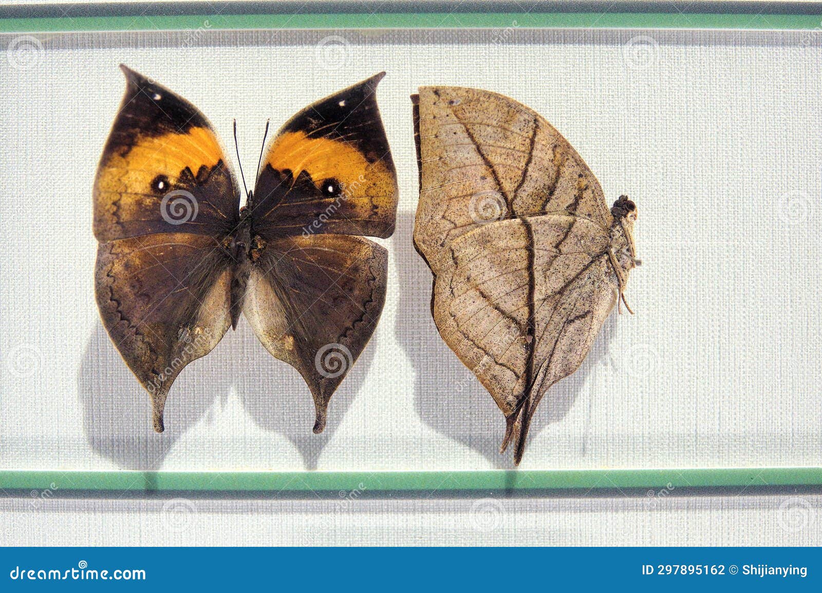 Kallima Inachus, Blue Oakleaf, Wing Pattern Stock Photography ...
