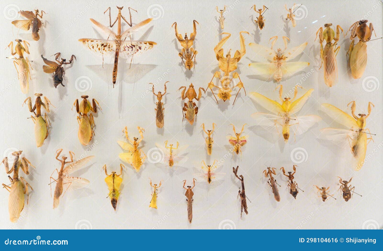 Mantodea insect stock photo. Image of wildlife, animal - 298104616