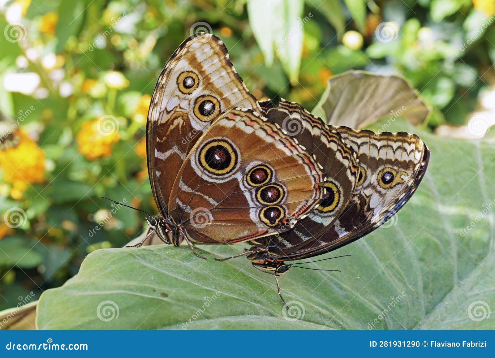 Specimens of Peleides Blue Morpho Butterflies in Mating Stock Photo ...