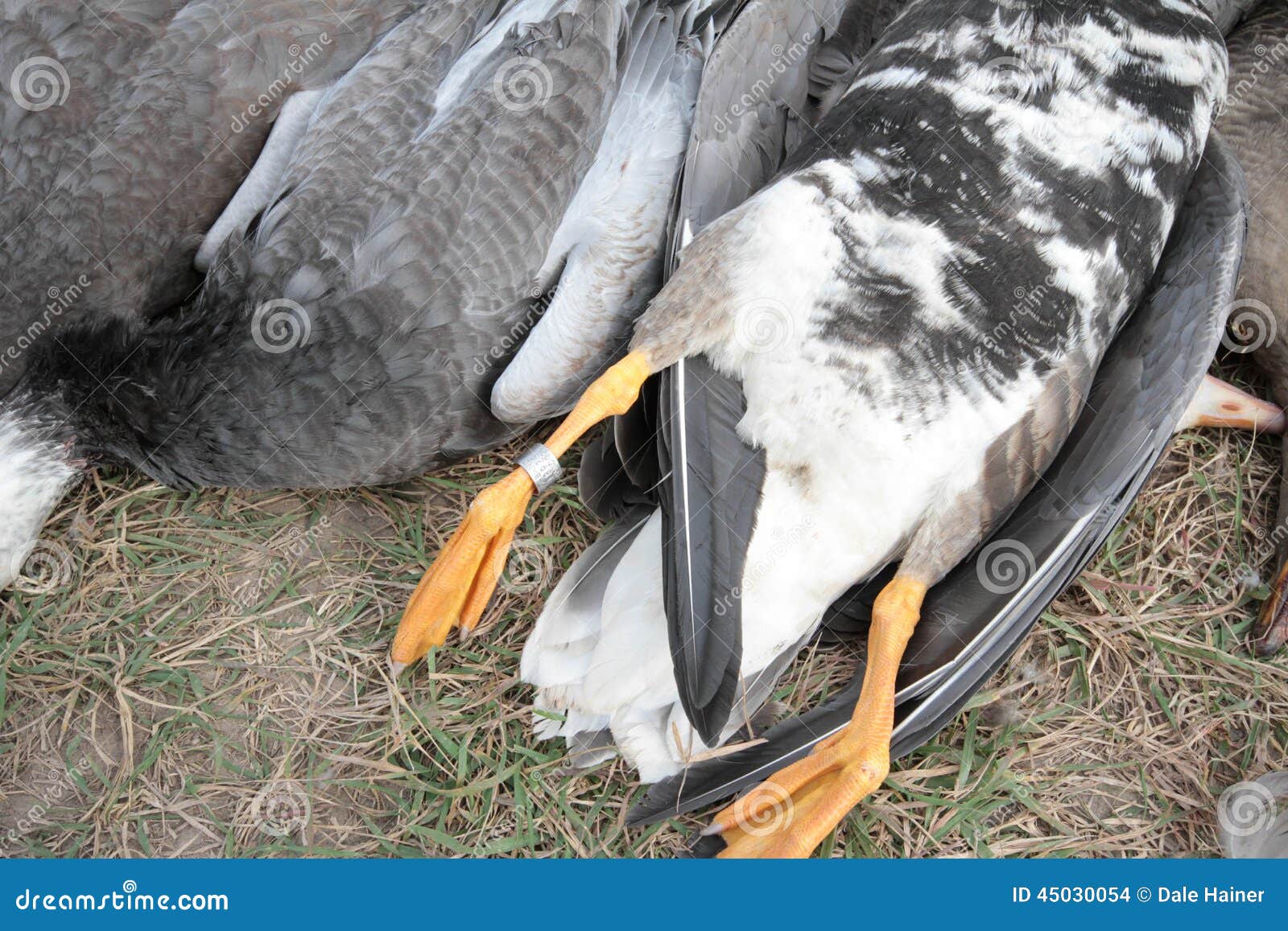 Speckle Belly Goose with Leg Band Stock Photo - Image of goose, speckle ...