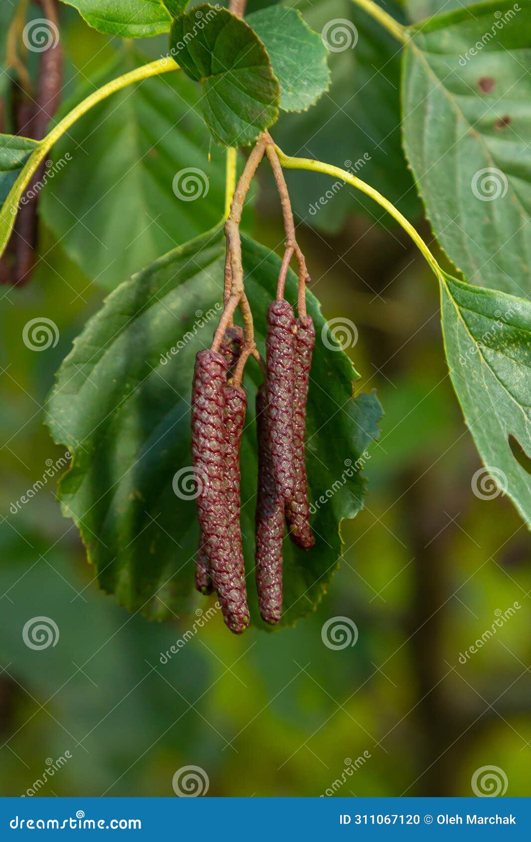 Speckled Alders Spread Their Seed through Cone-like Structures Stock ...
